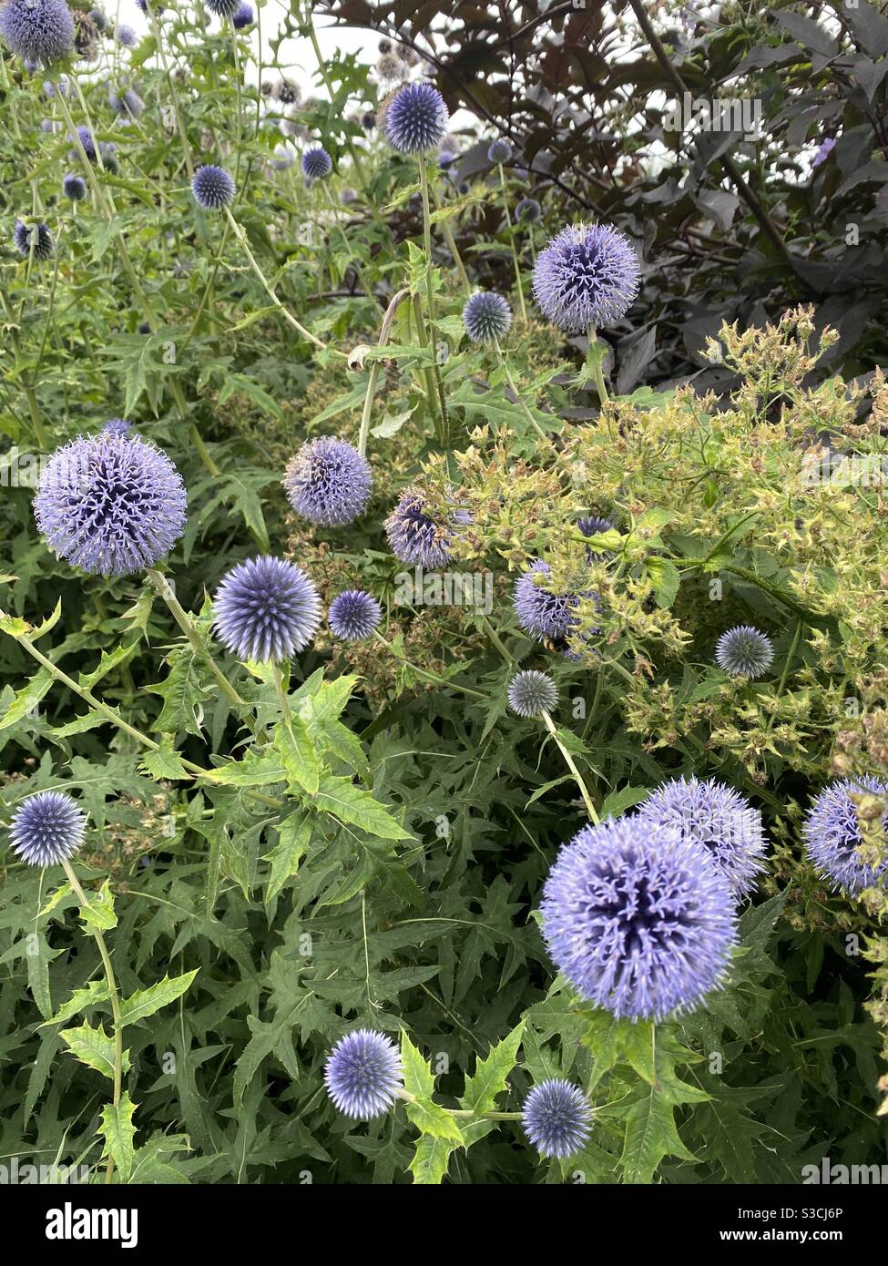 Scottish thistle hi-res stock photography and images - Alamy