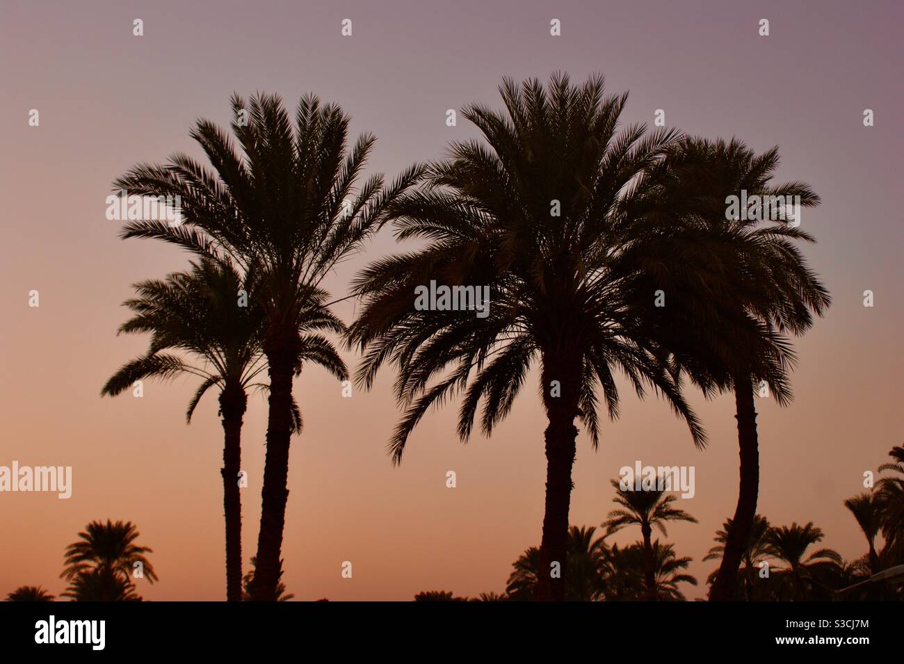 Peach palm hi-res stock photography and images - Alamy