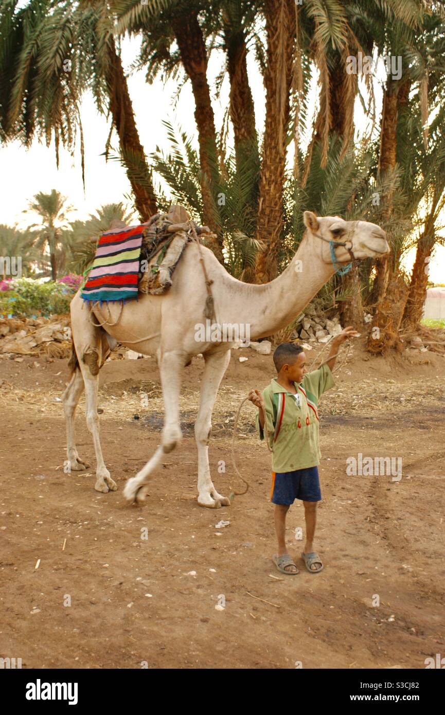 Boy leading a camel hi-res stock photography and images - Alamy