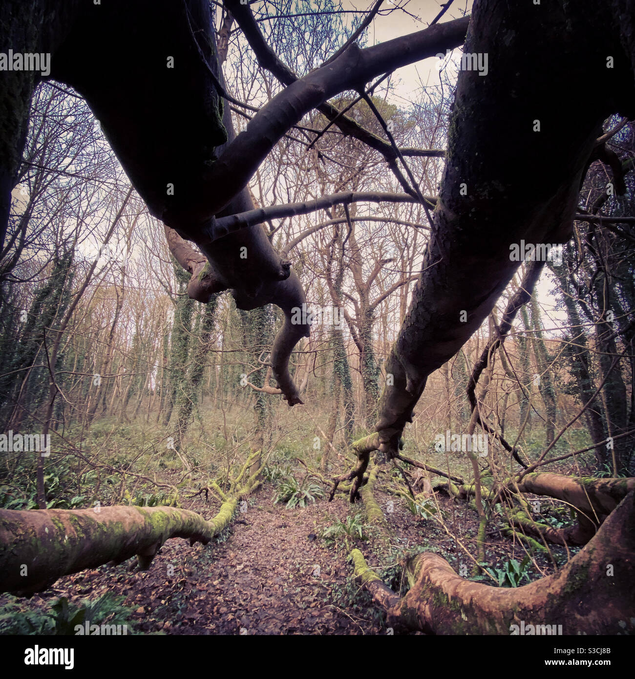 Fallen oak tree hi-res stock photography and images - Alamy