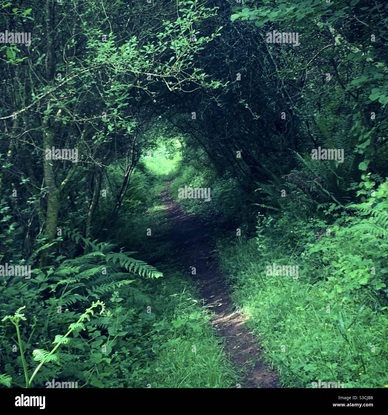 Green forest vortex Stock Photo - Alamy