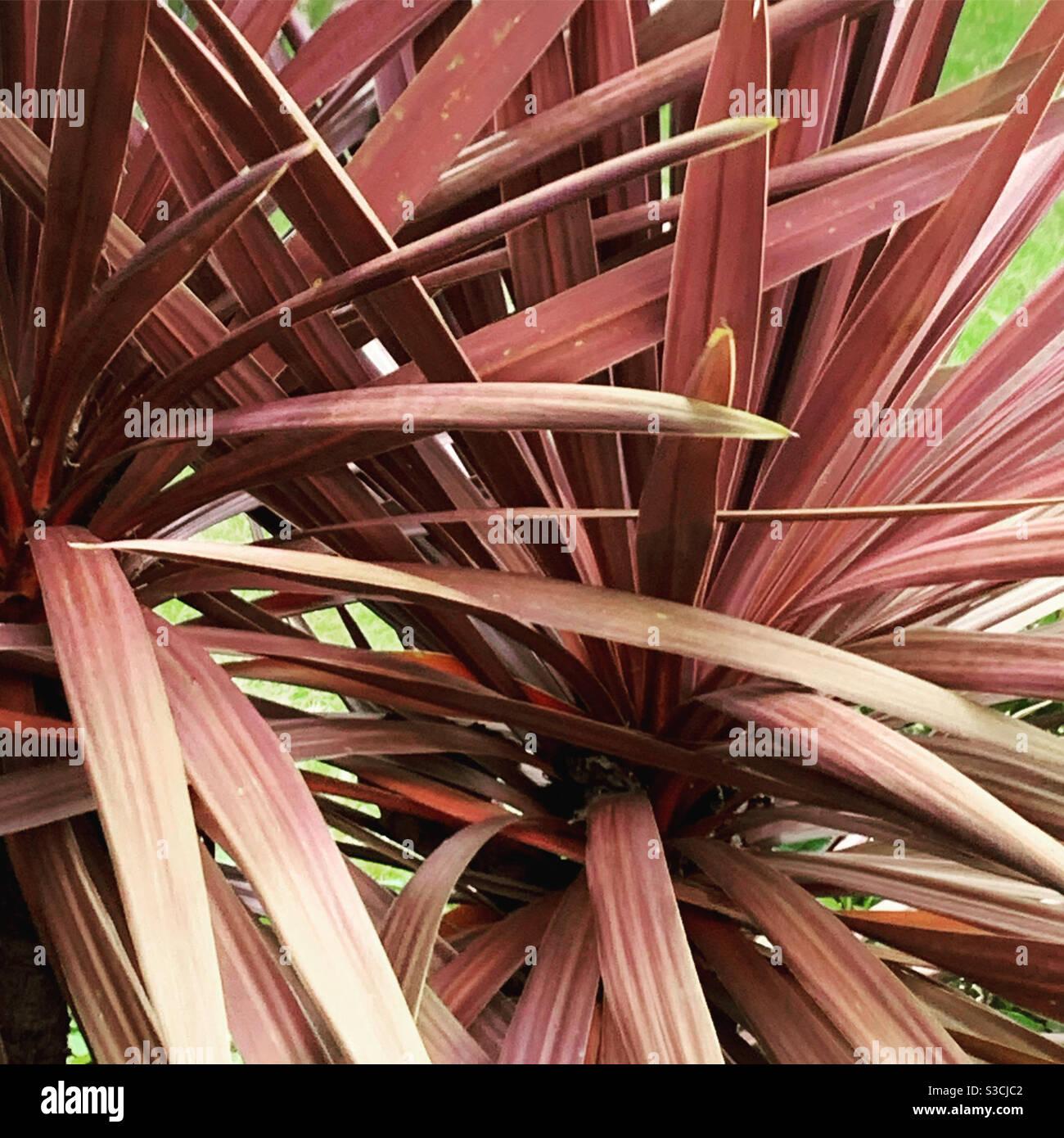 Garden of palms hi-res stock photography and images - Alamy