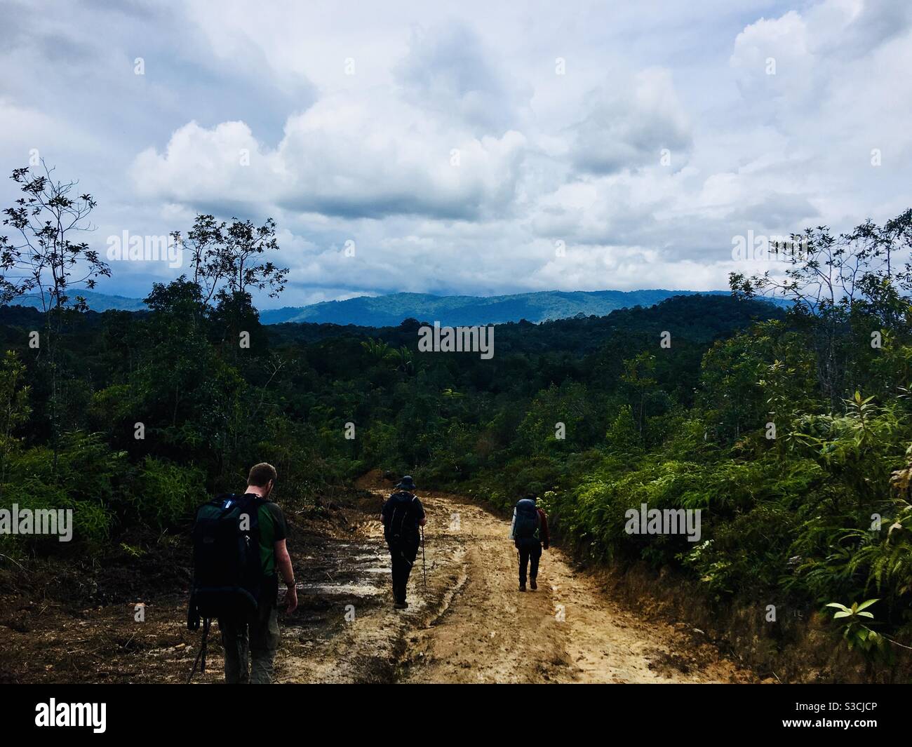 Walking into the bornean jungle, Summer 2019 Stock Photo - Alamy