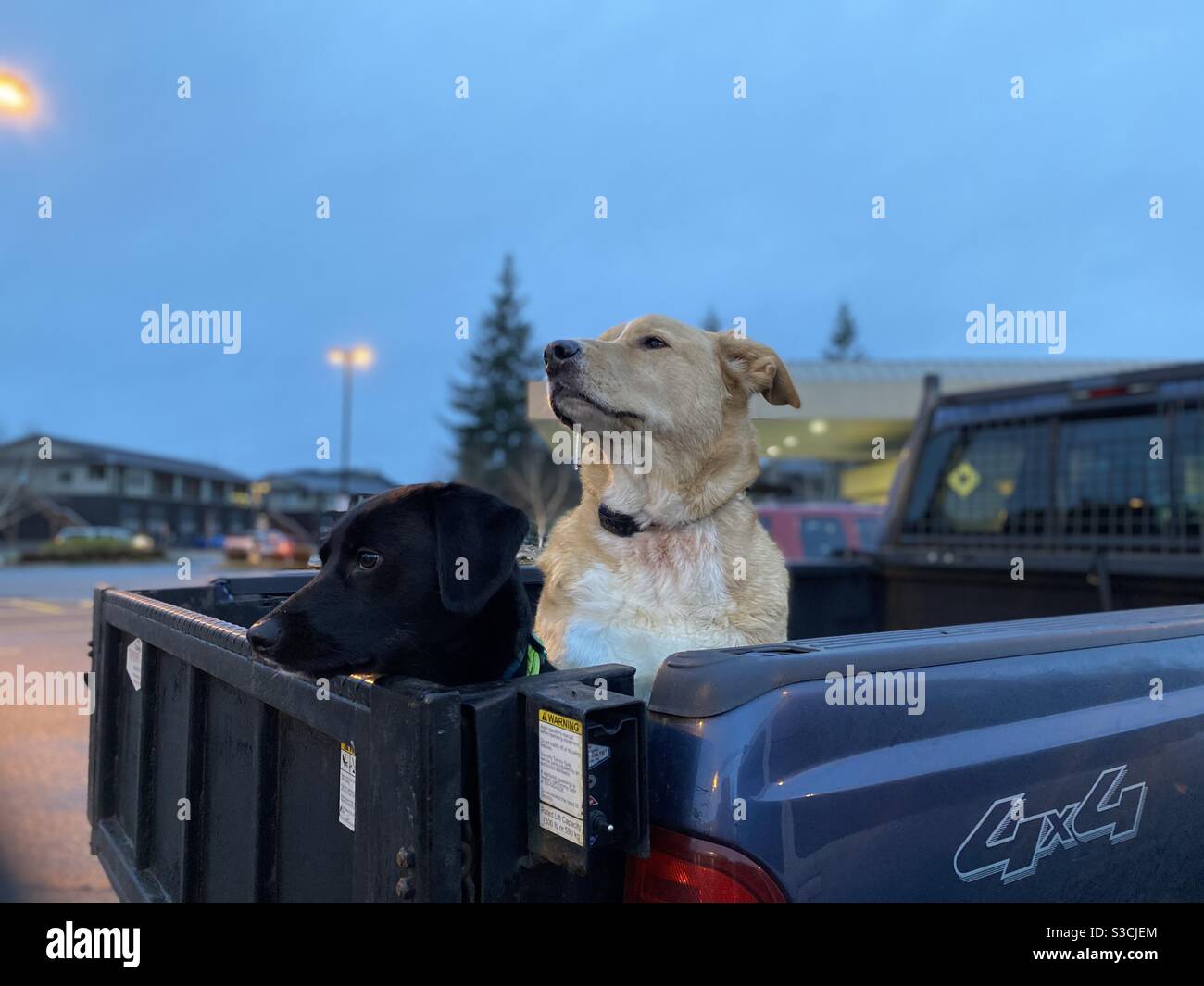 Furry friends hi-res stock photography and images - Alamy