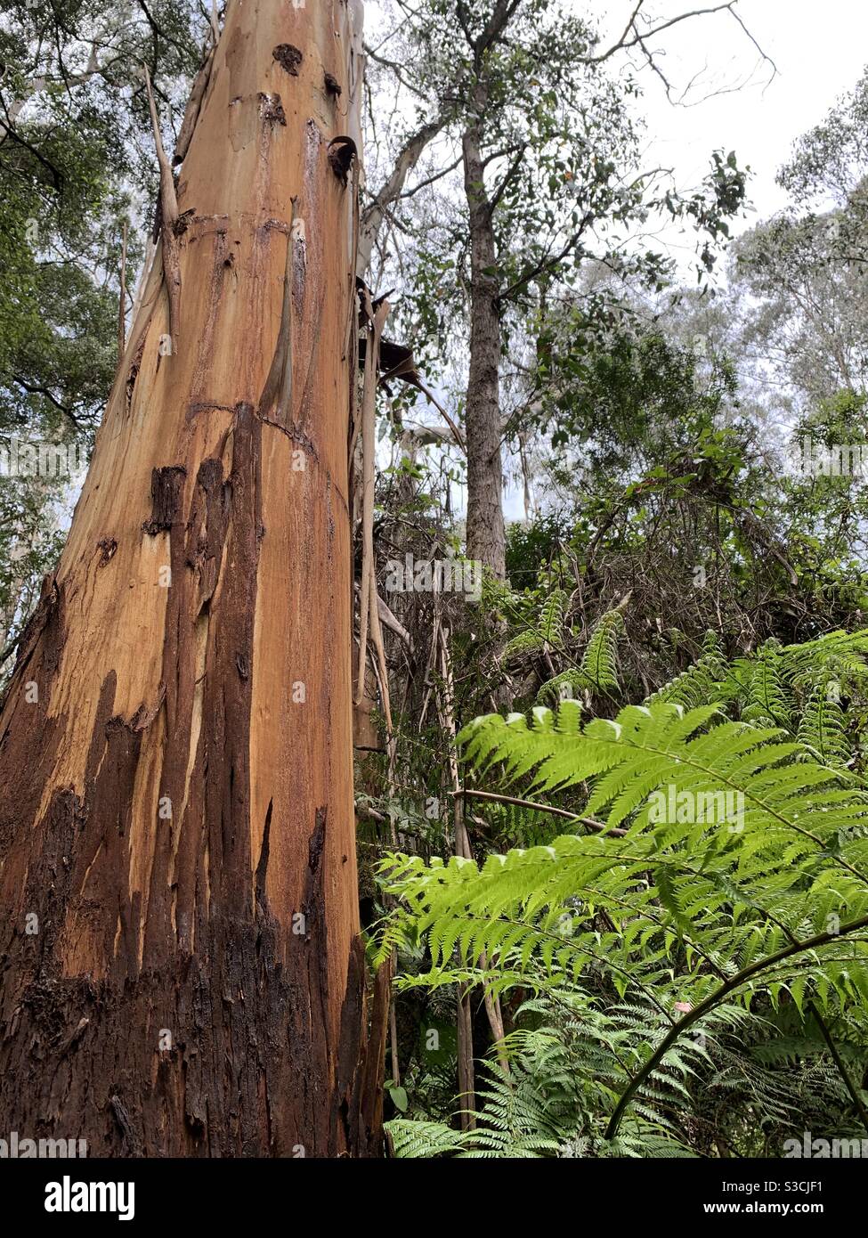 Otway ranges national park hi-res stock photography and images - Alamy