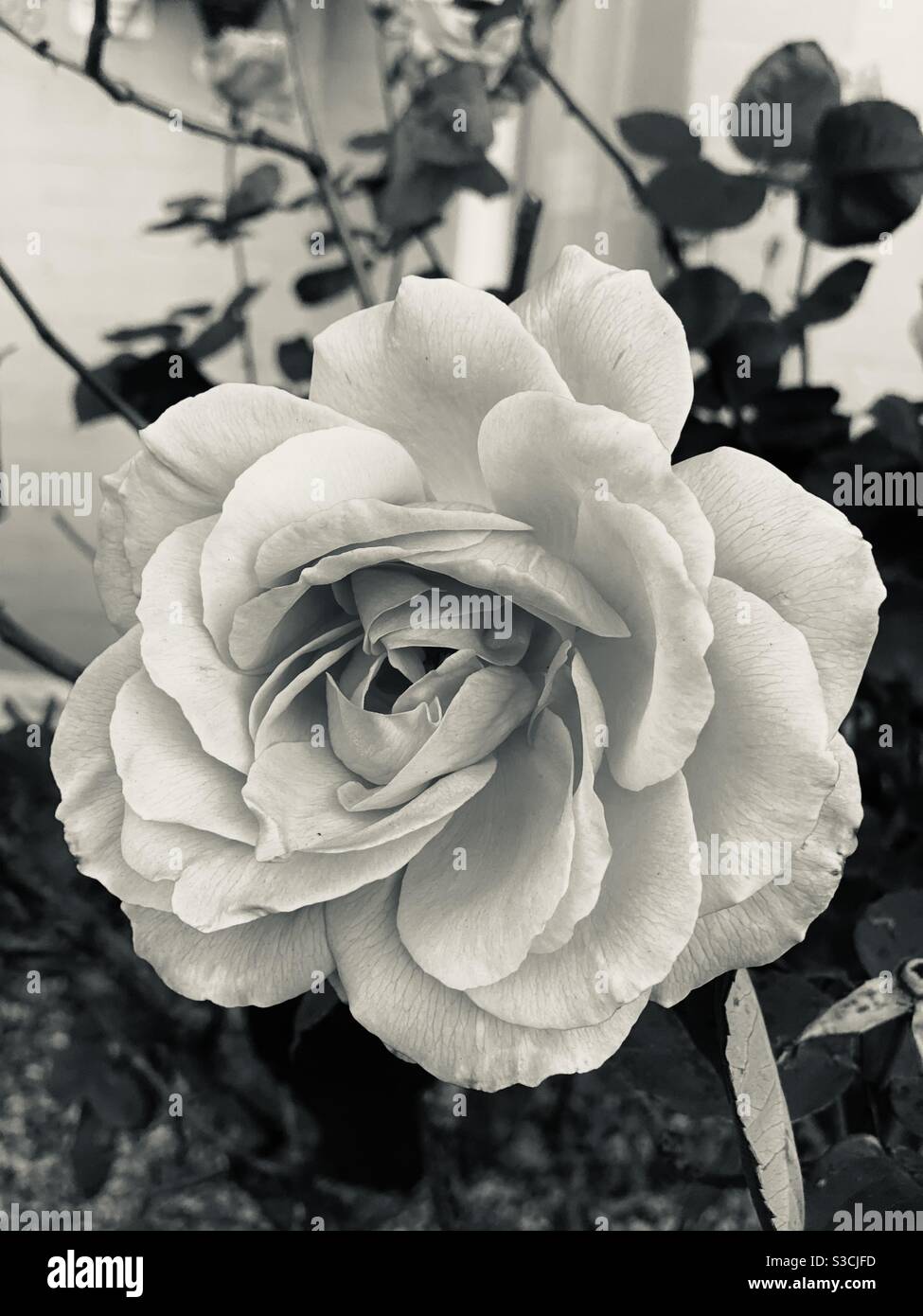 Bnw photographer hi-res stock photography and images - Alamy