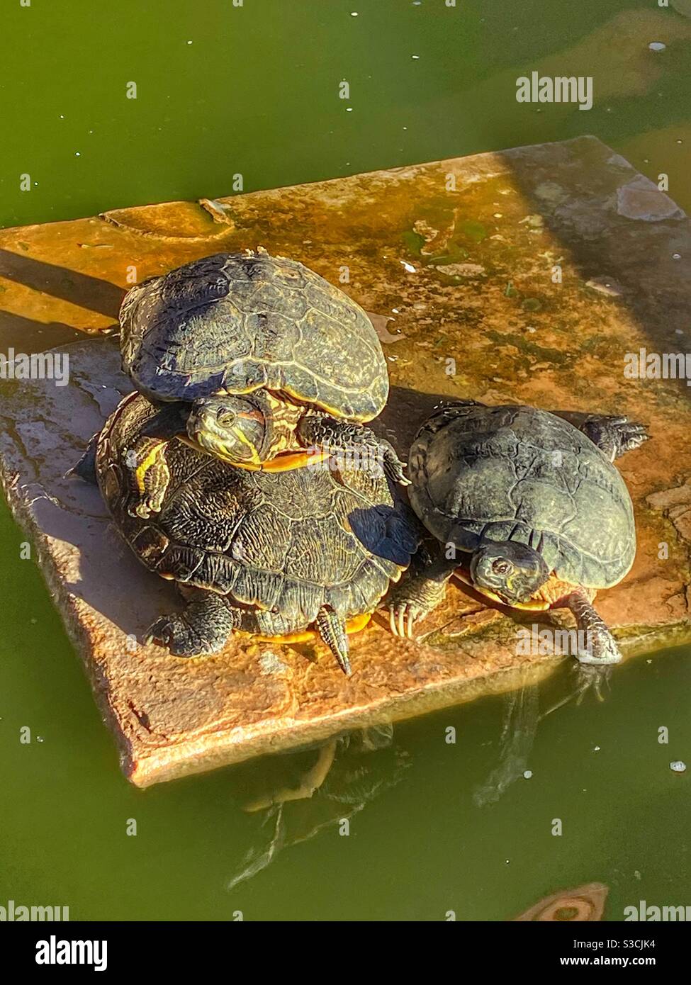 Turtles on a platform in a water feature Stock Photo - Alamy
