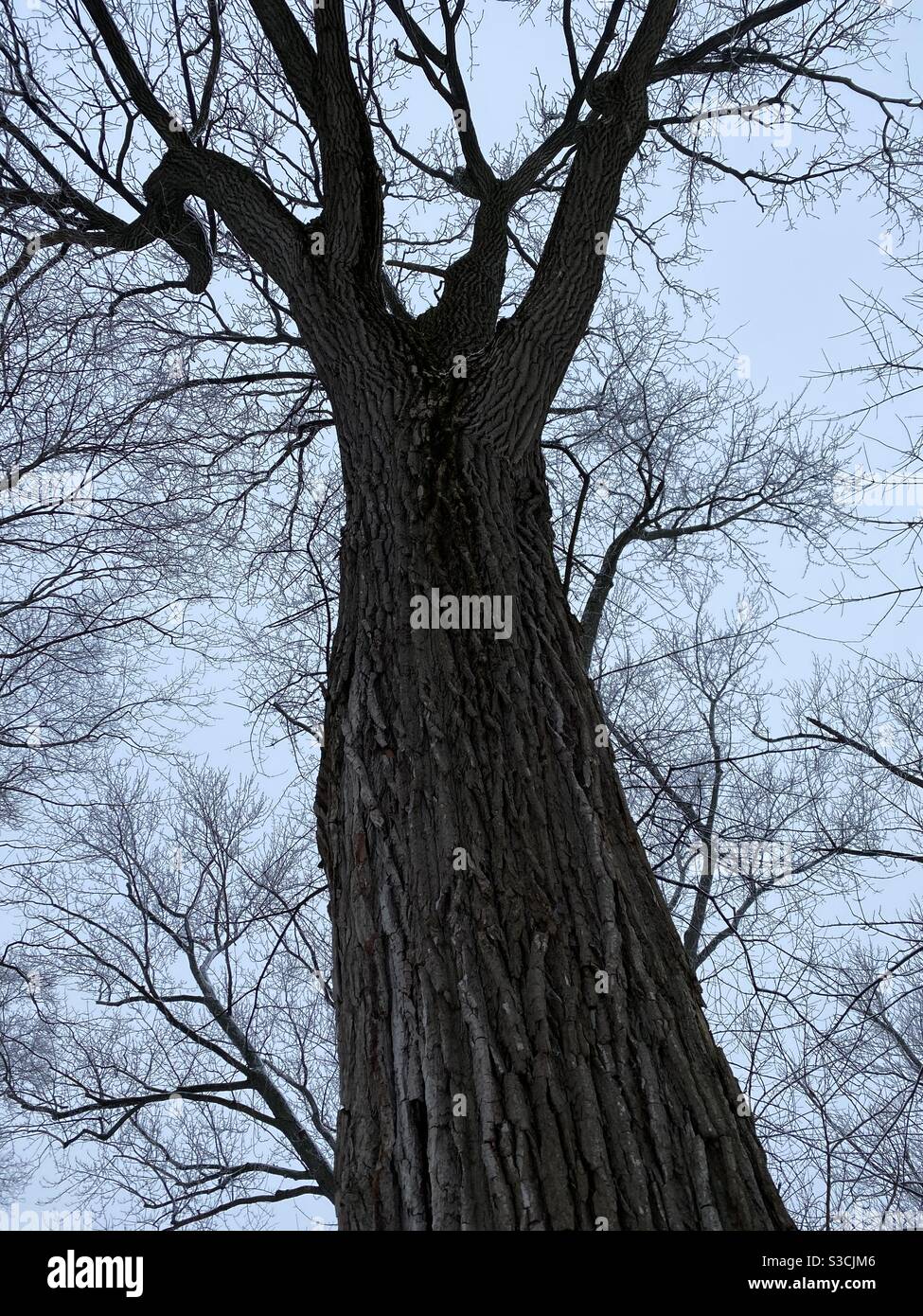 Detailed bark hi-res stock photography and images - Alamy