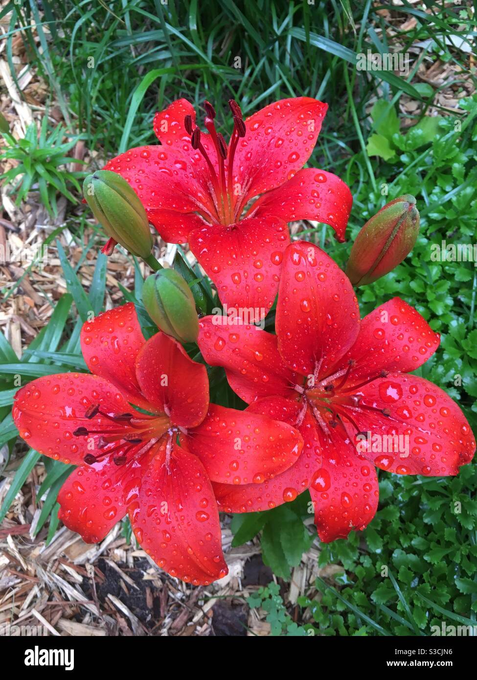 Summer rain flowers hi-res stock photography and images - Alamy