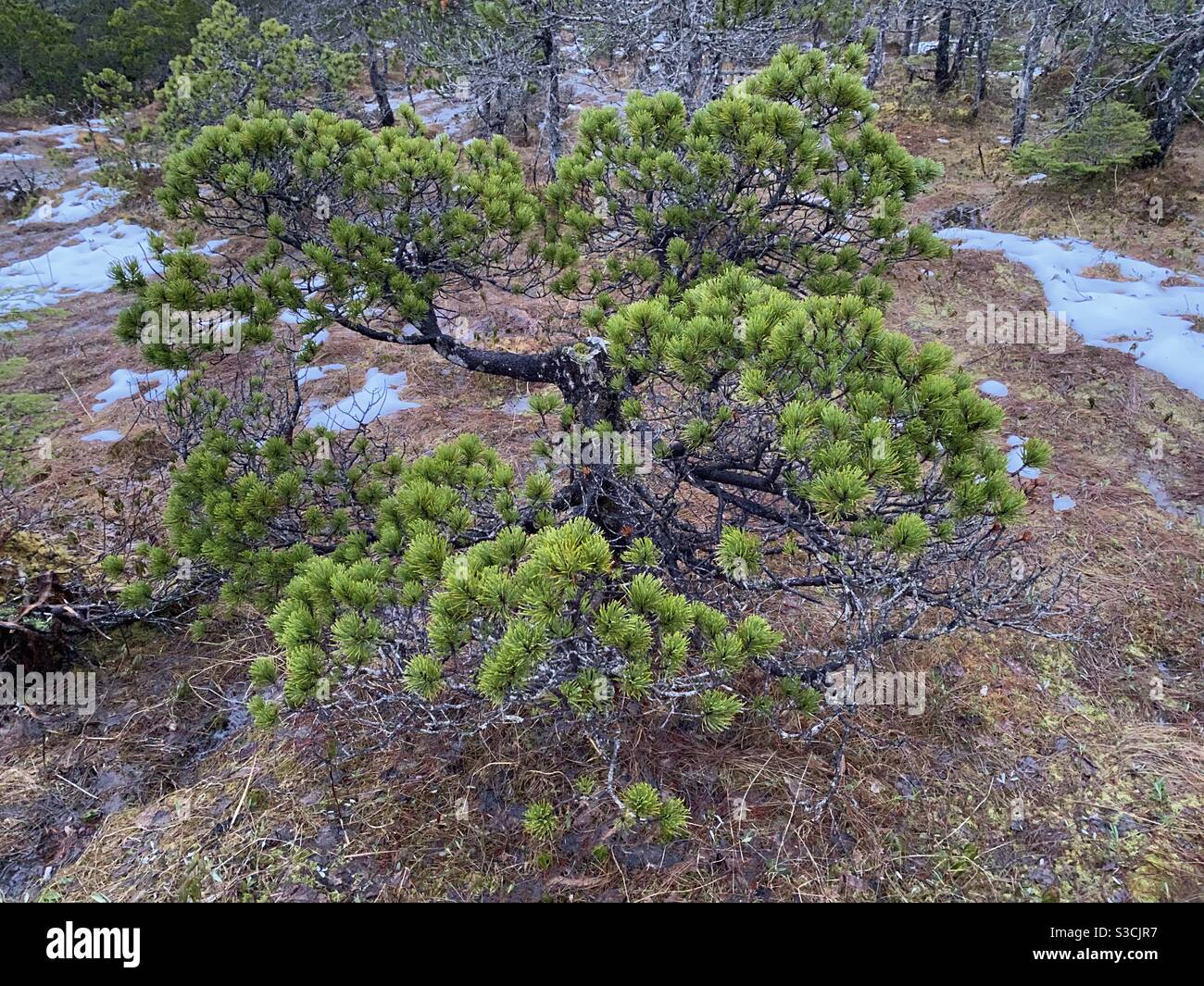 Muskeg hi-res stock photography and images - Alamy
