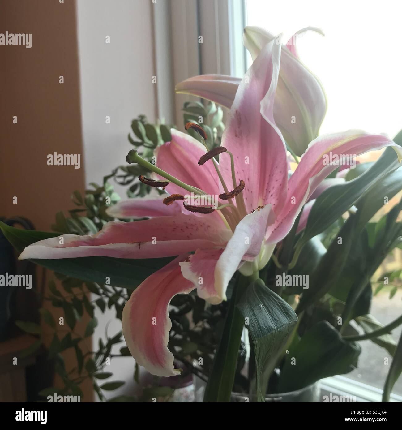 Stargazer lilies hi-res stock photography and images - Alamy