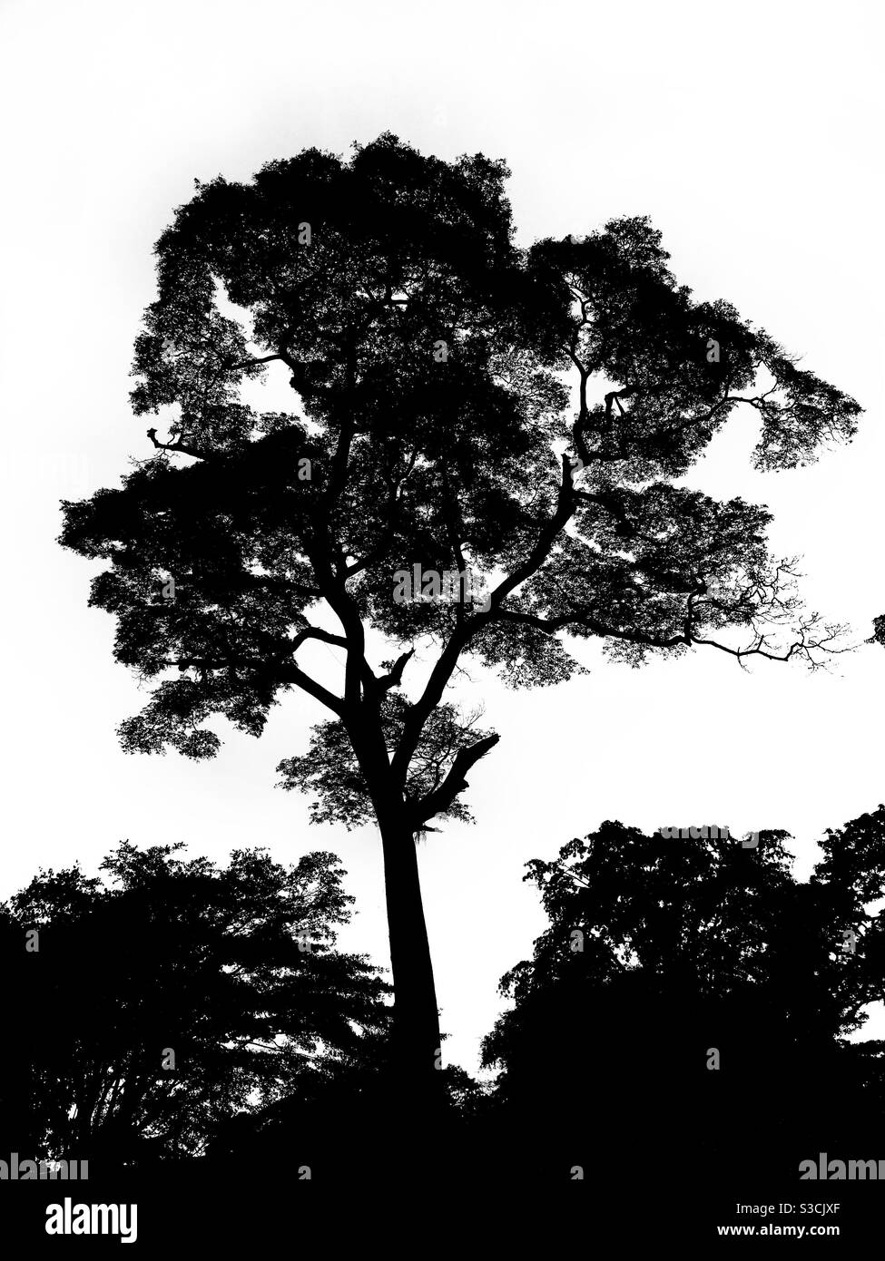 Negative tree hi-res stock photography and images - Alamy