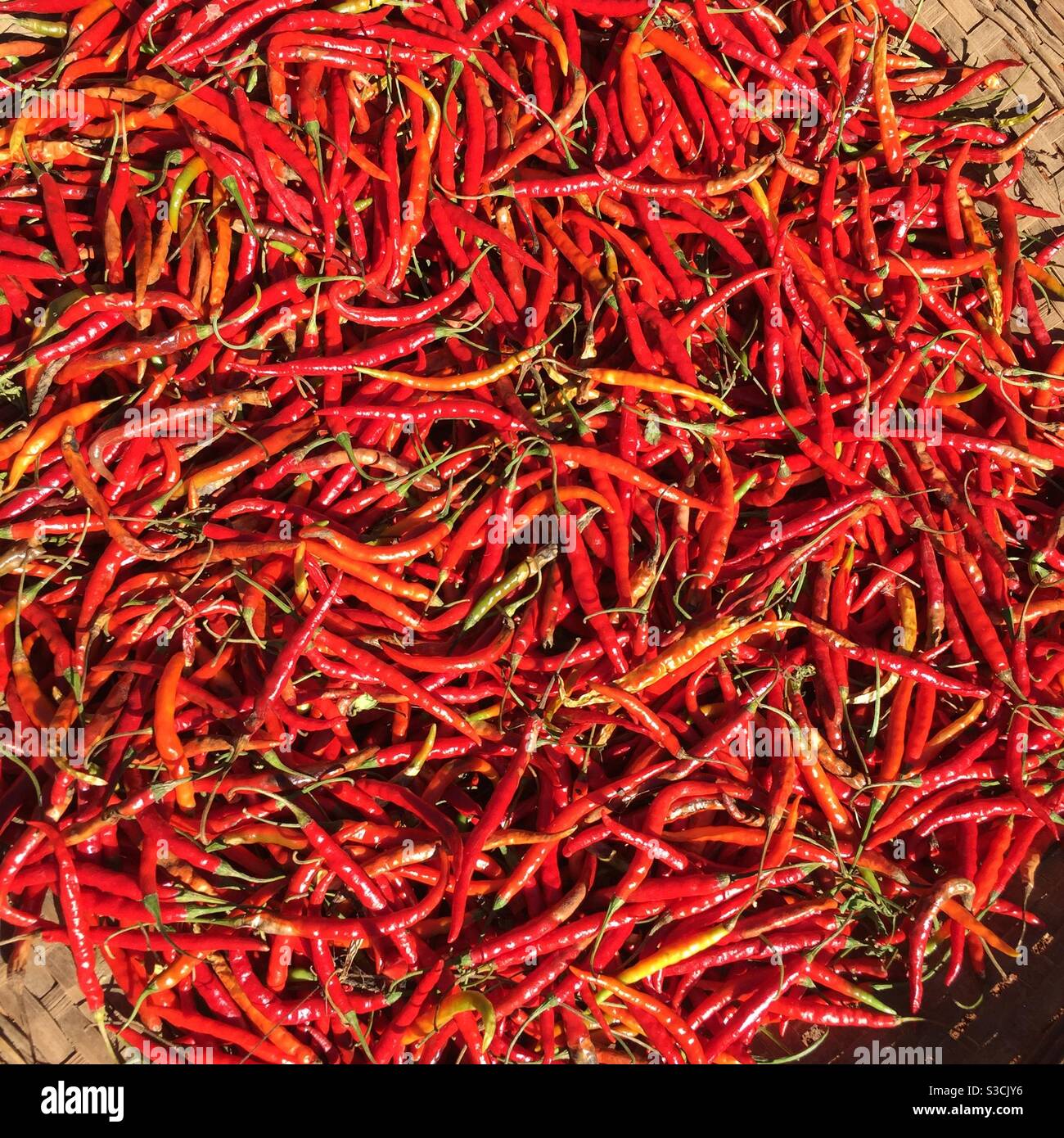Red chillis drying in the sun Myanmar Stock Photo - Alamy