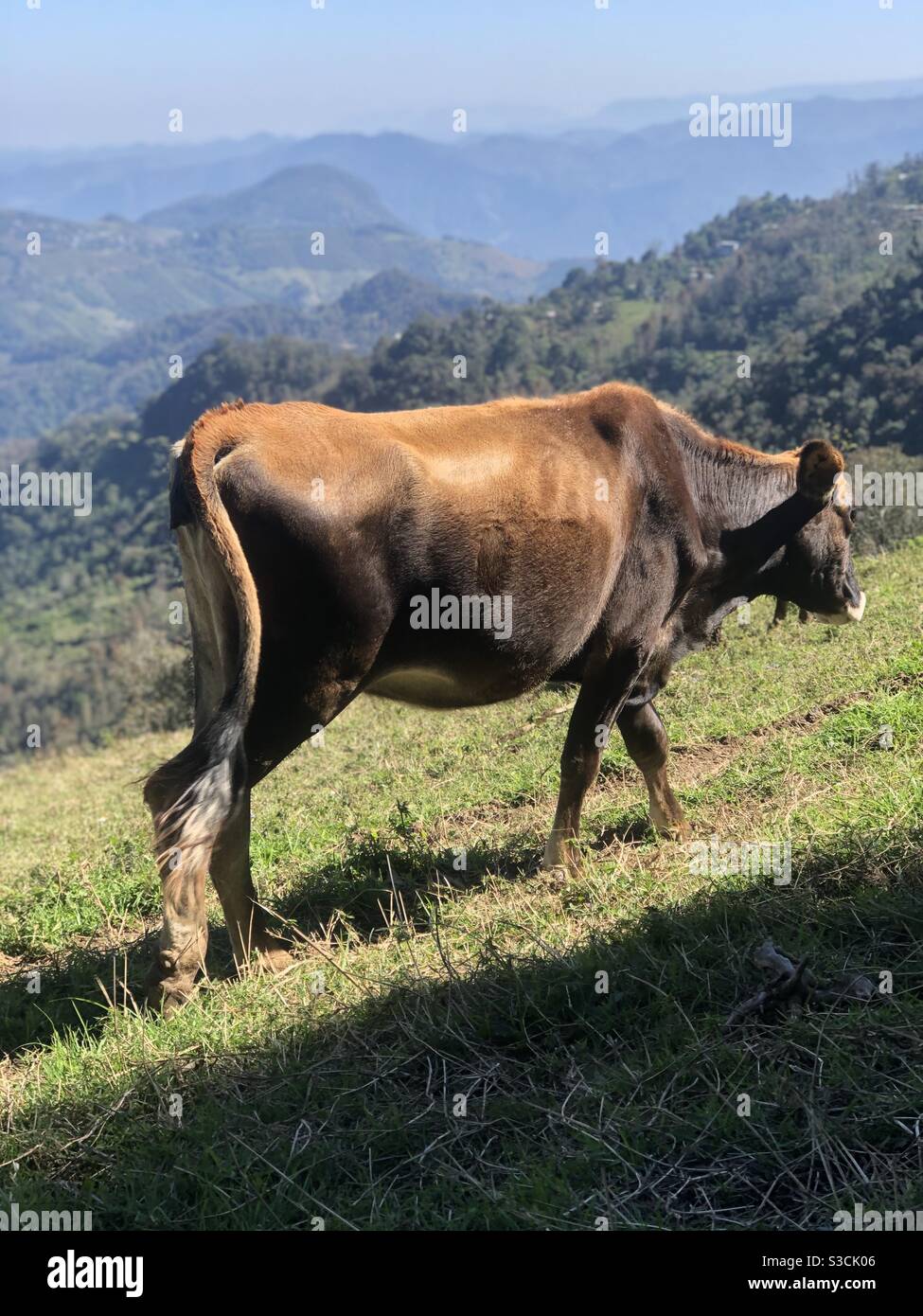 Cow with view hi-res stock photography and images - Alamy