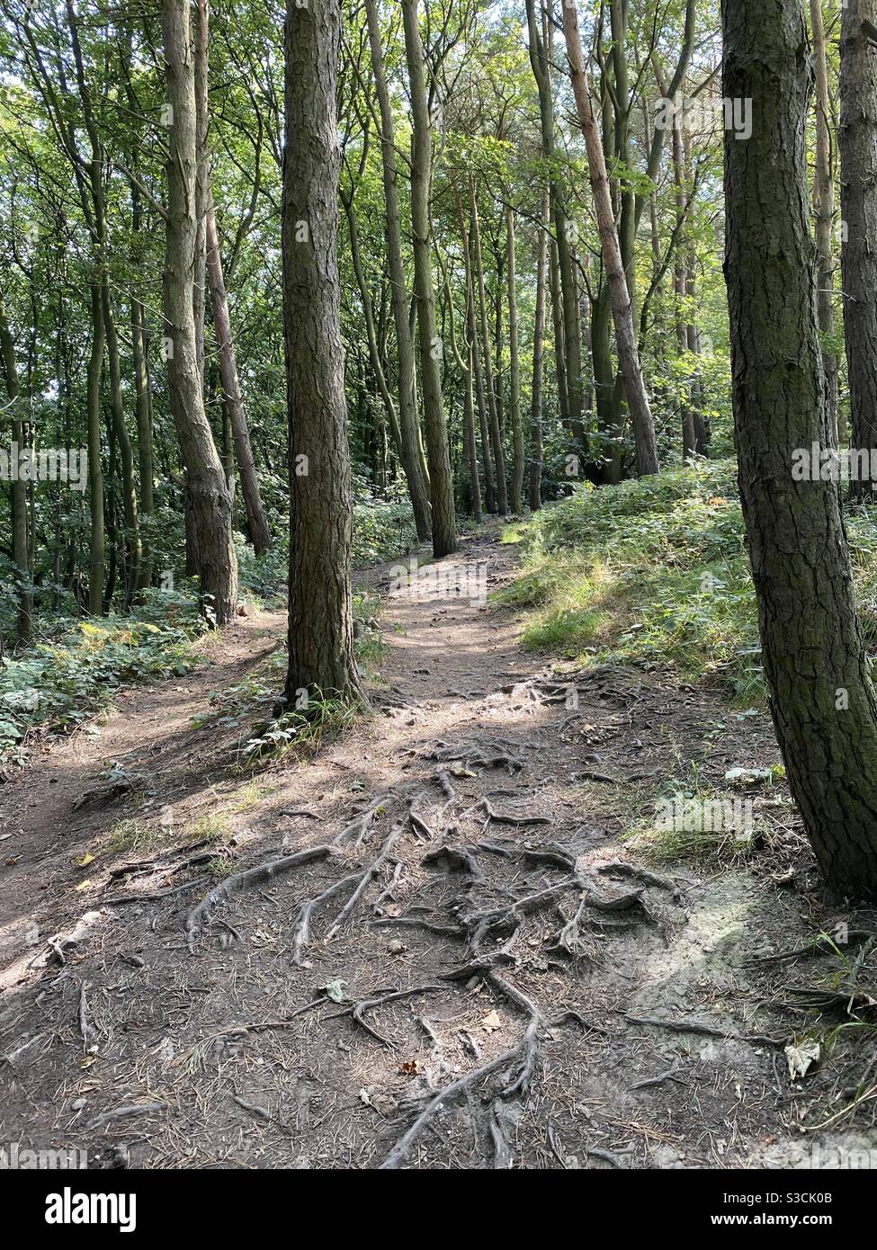Dry path through forest Stock Photo - Alamy
