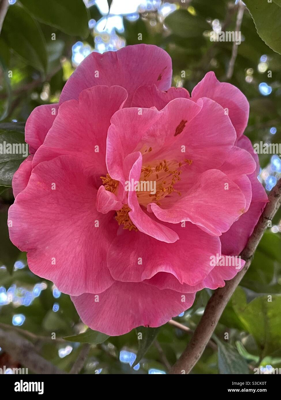 Solid pink camellia flower Stock Photo - Alamy
