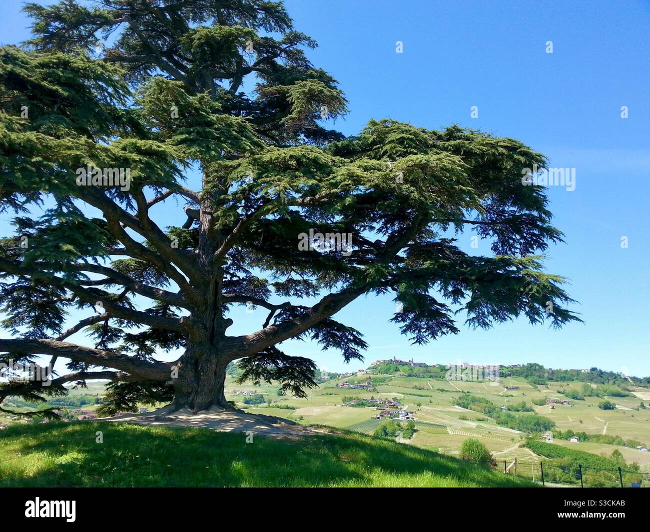 Lebanon cedar hi-res stock photography and images - Alamy