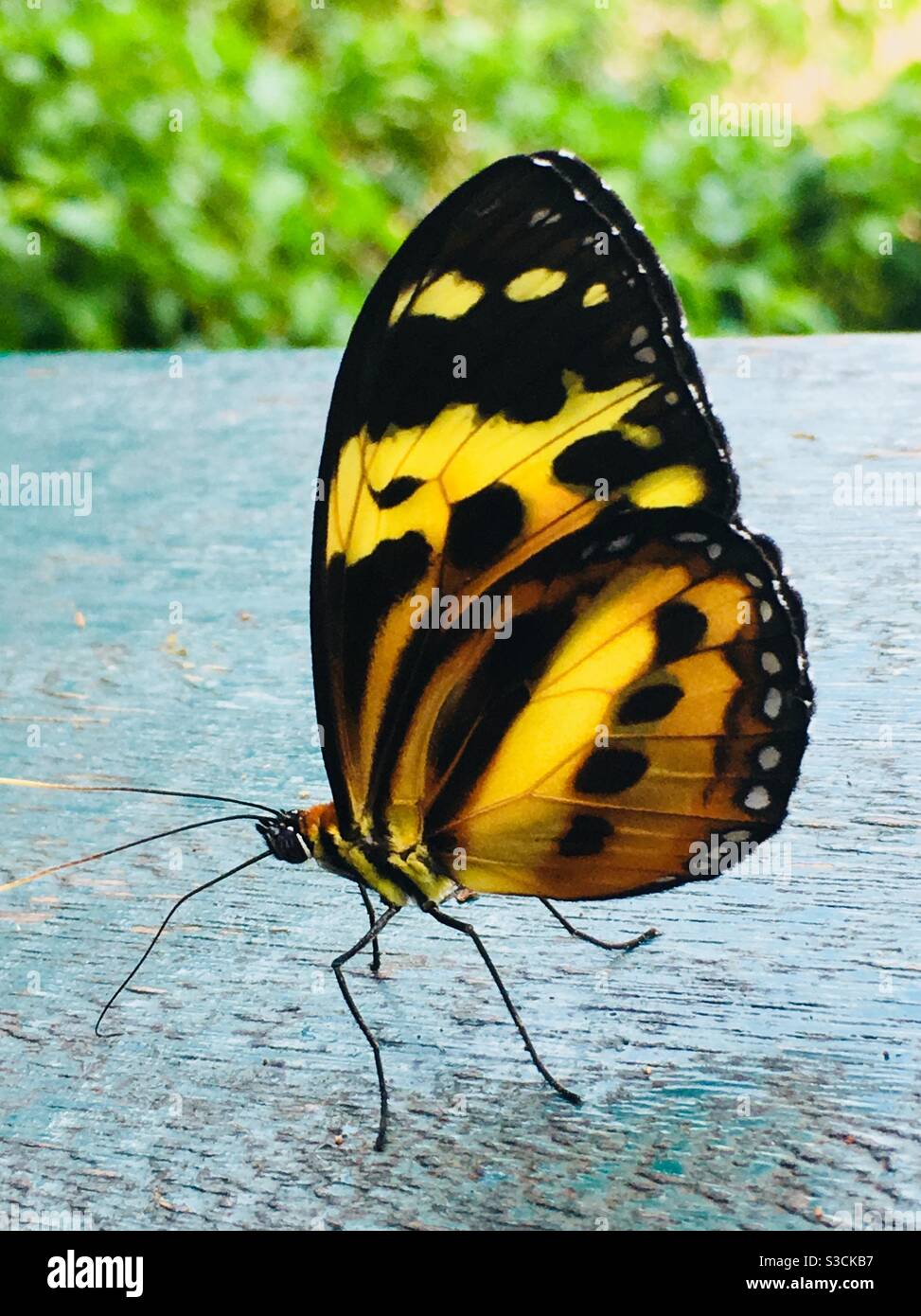 Brazil butterfly hi-res stock photography and images - Alamy