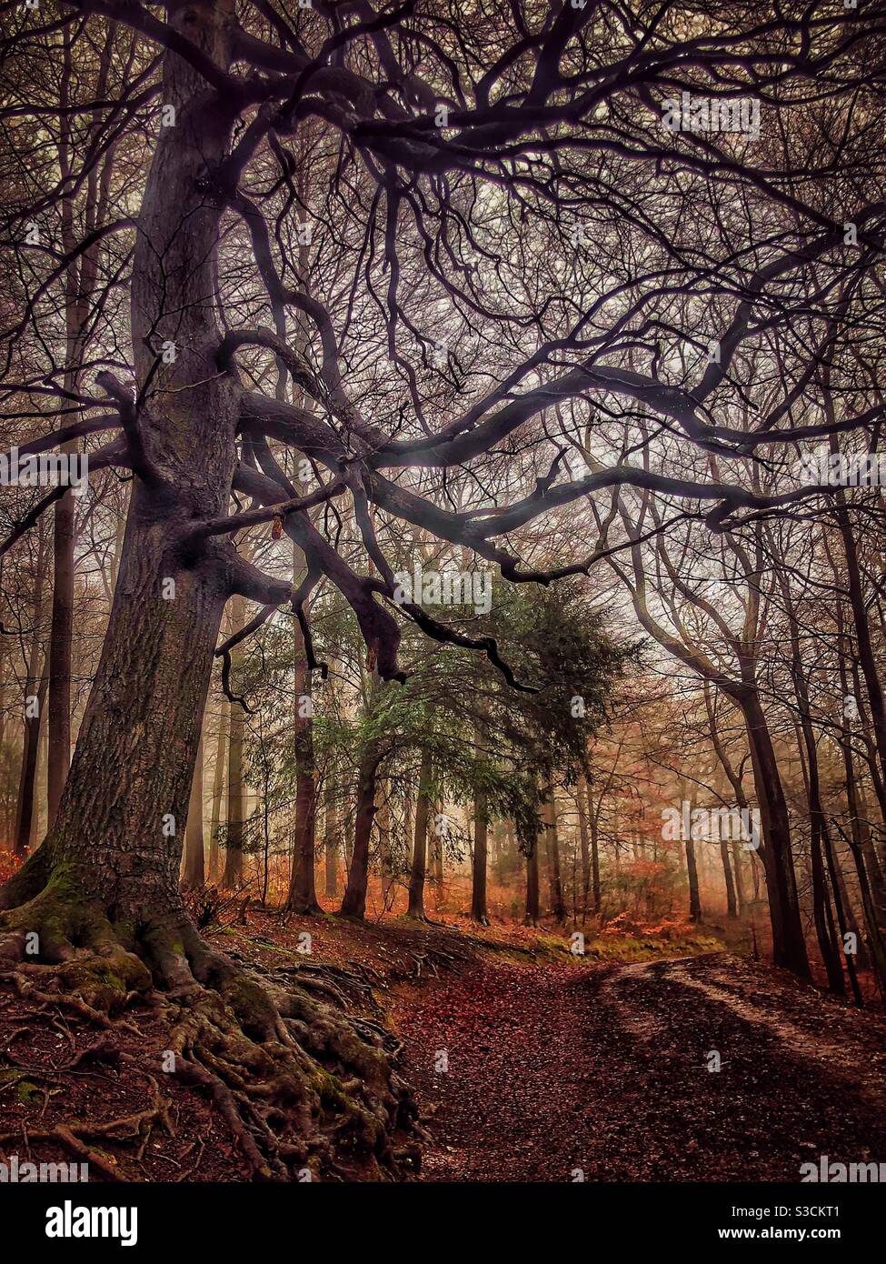 Wendover woods hi-res stock photography and images - Alamy