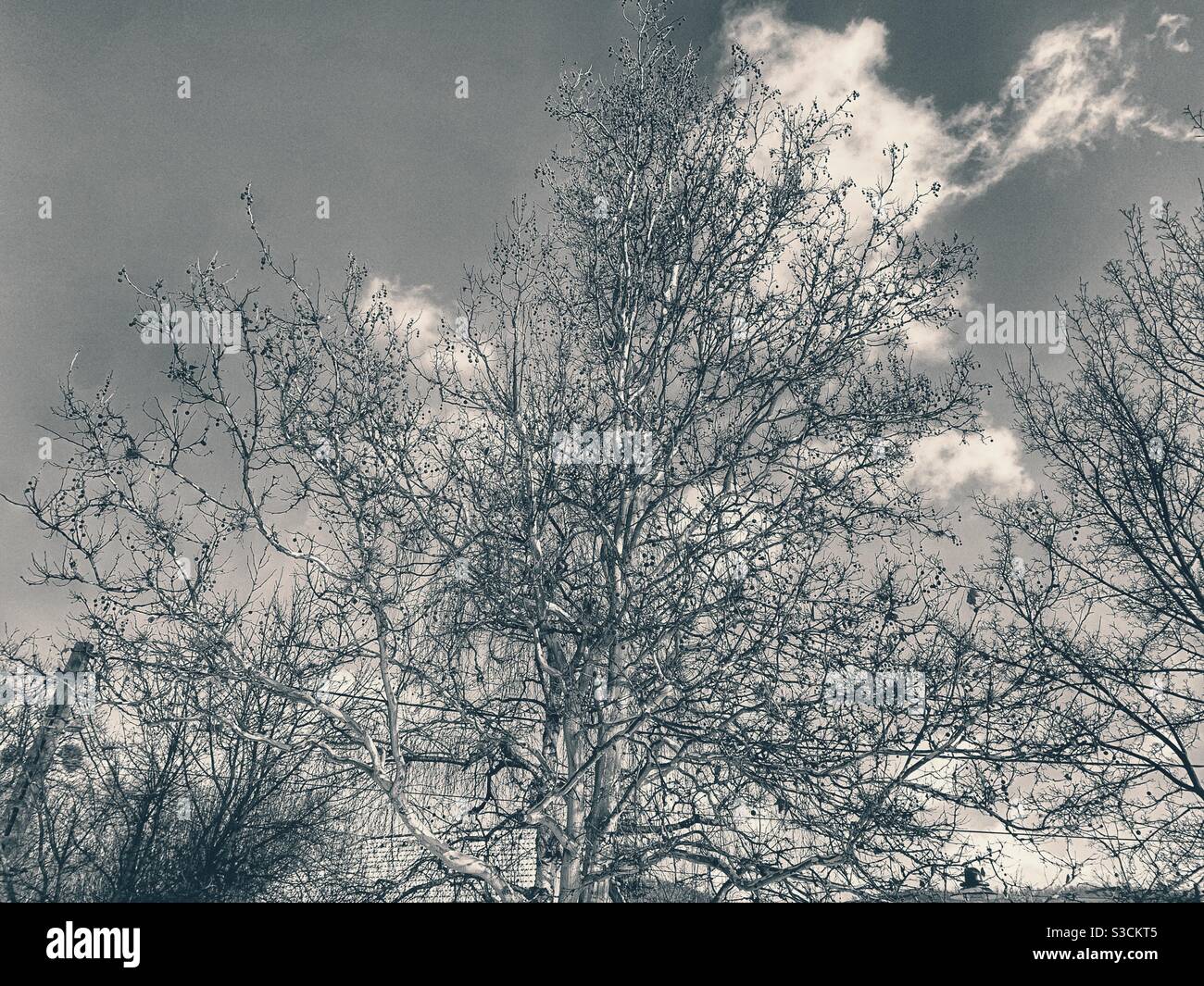 Noir nature hi-res stock photography and images - Alamy