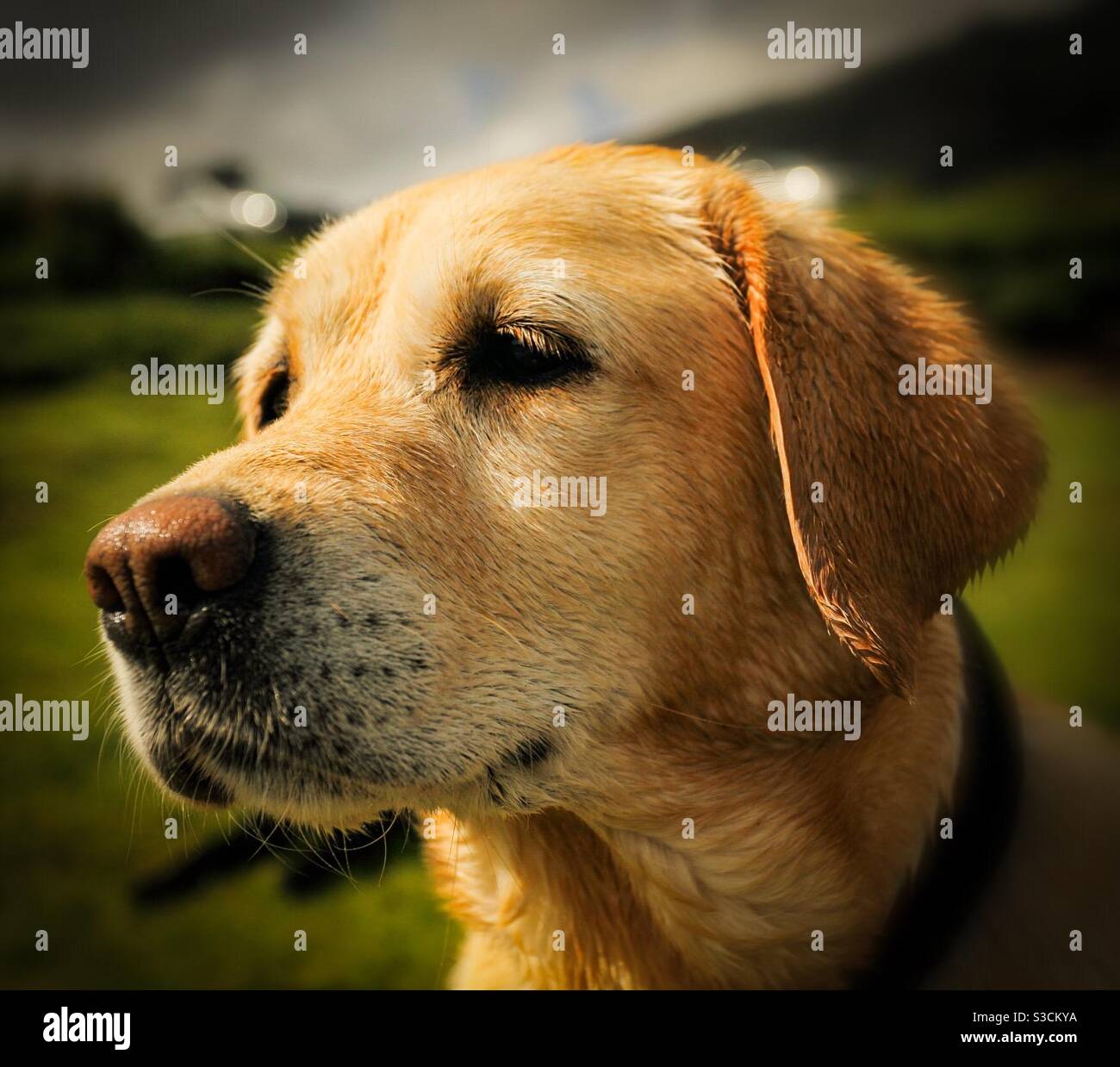 Labrador head shot hi-res stock photography and images - Alamy