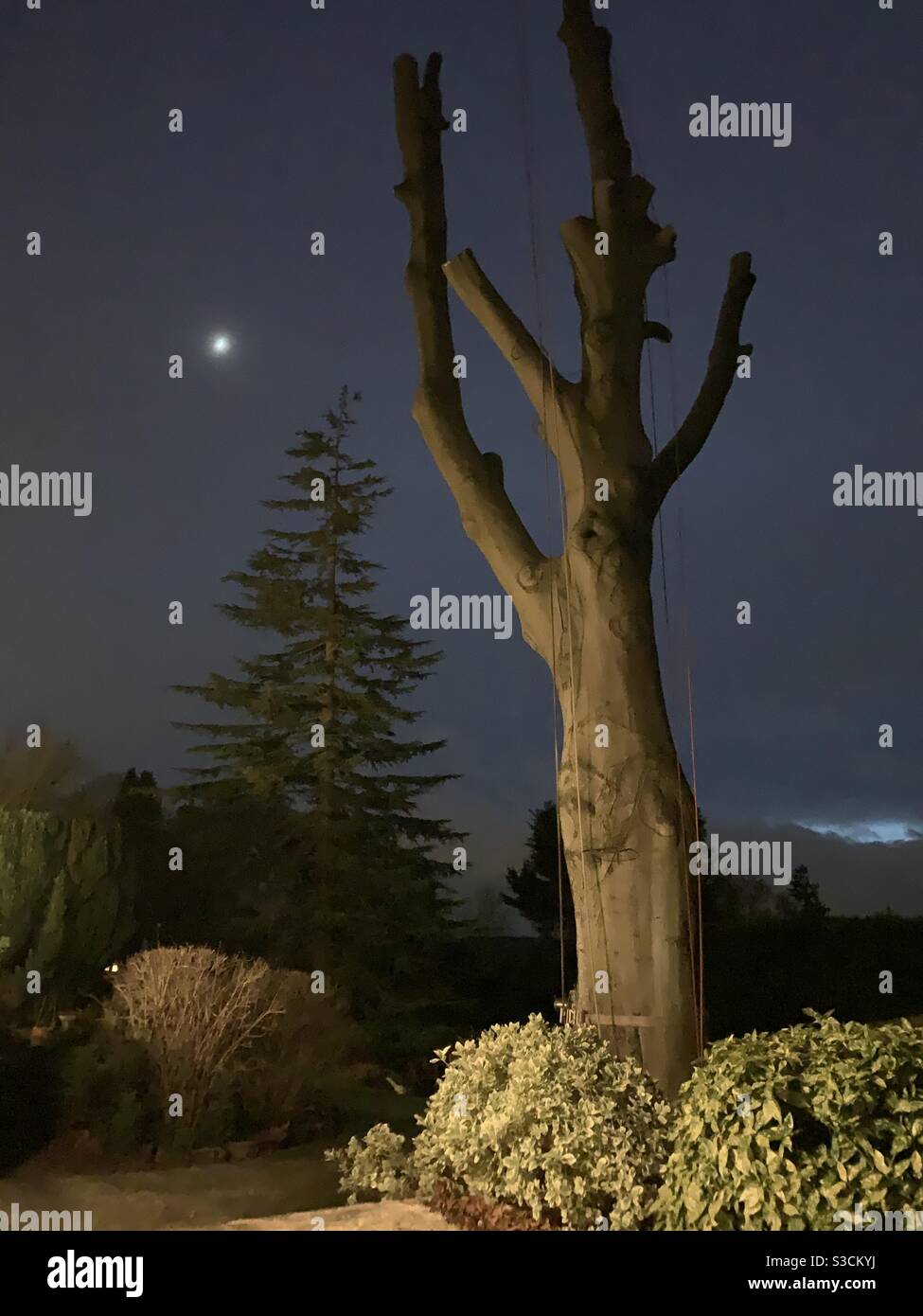 Beach tree stump on moonlit night with pine tree Stock Photo - Alamy