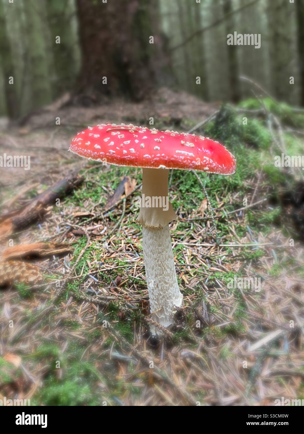Red fungi hi-res stock photography and images - Alamy