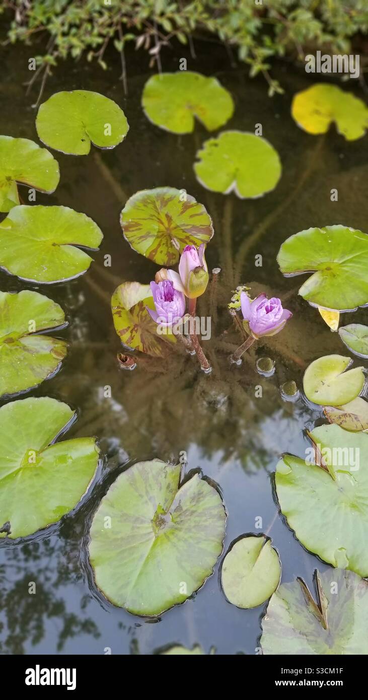 Lilies raising toward the sun before the midday bloom Stock Photo - Alamy