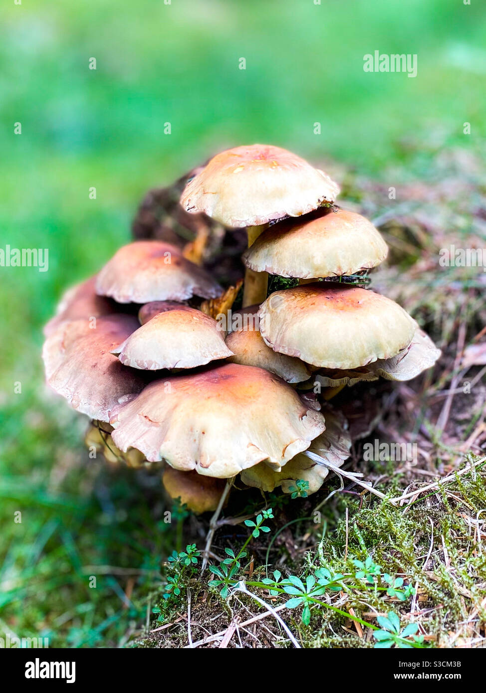 Collection of fungi hi-res stock photography and images - Alamy