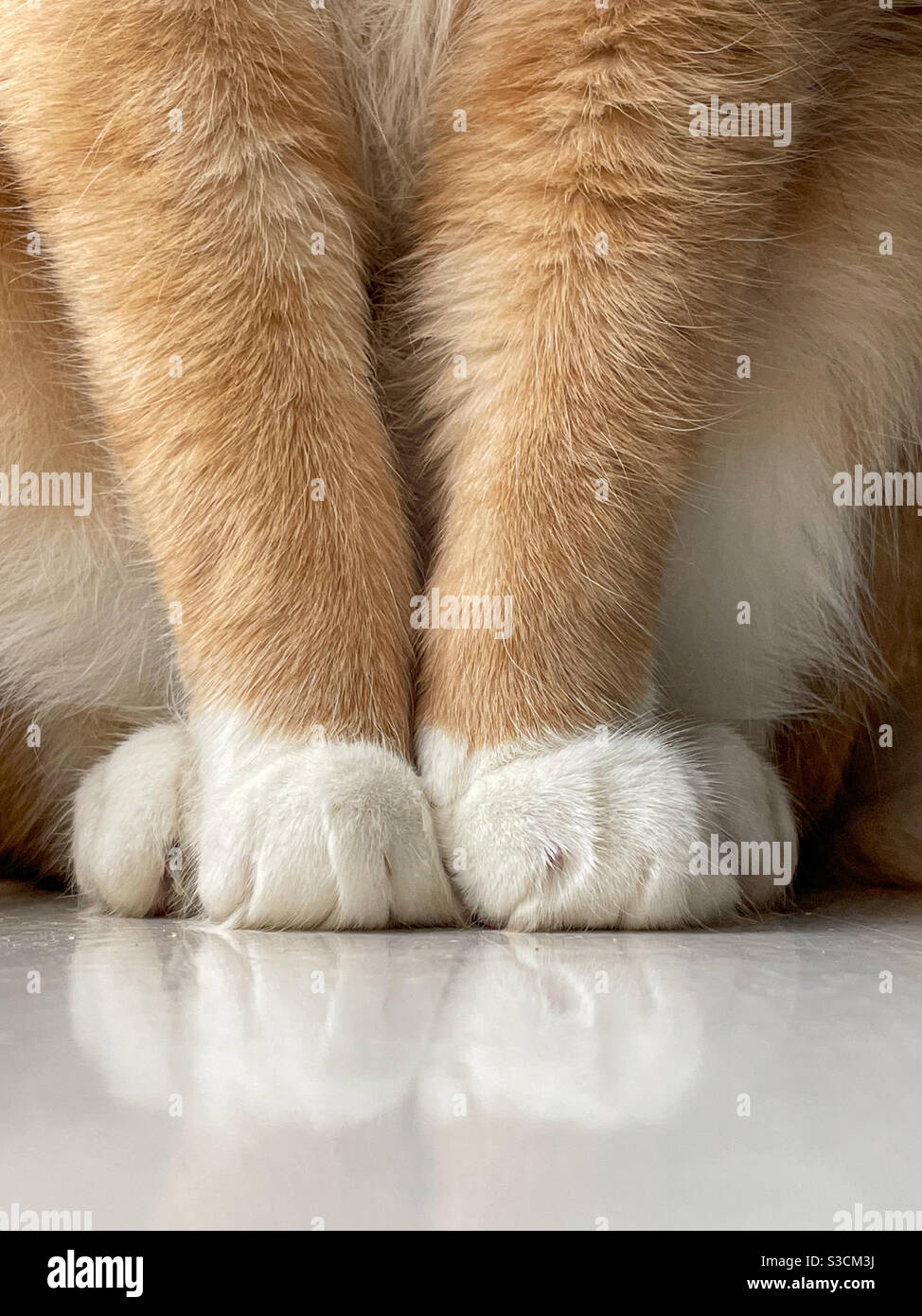 Ginger cat paws Stock Photo - Alamy