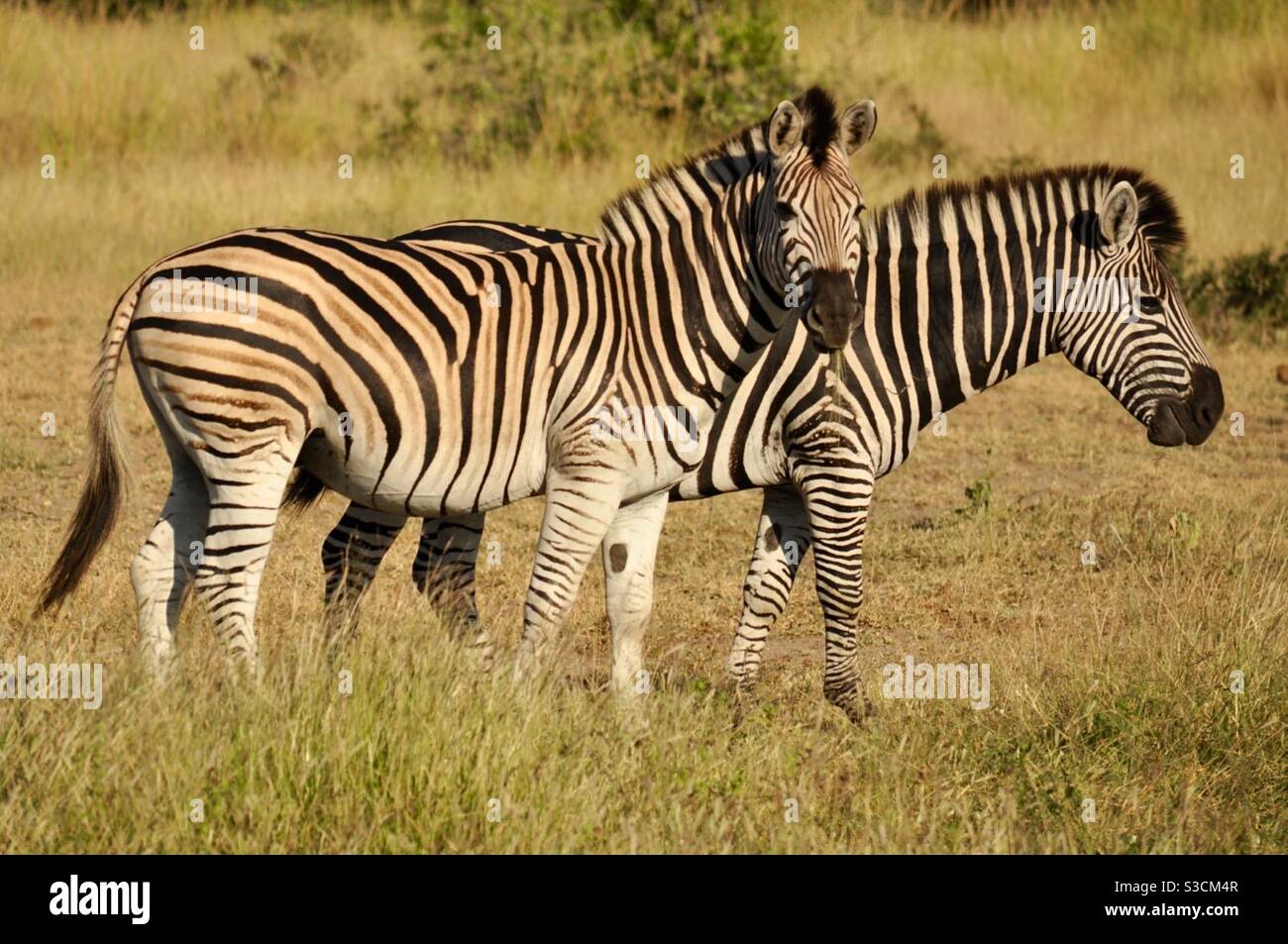 Plain zebras hi-res stock photography and images - Alamy