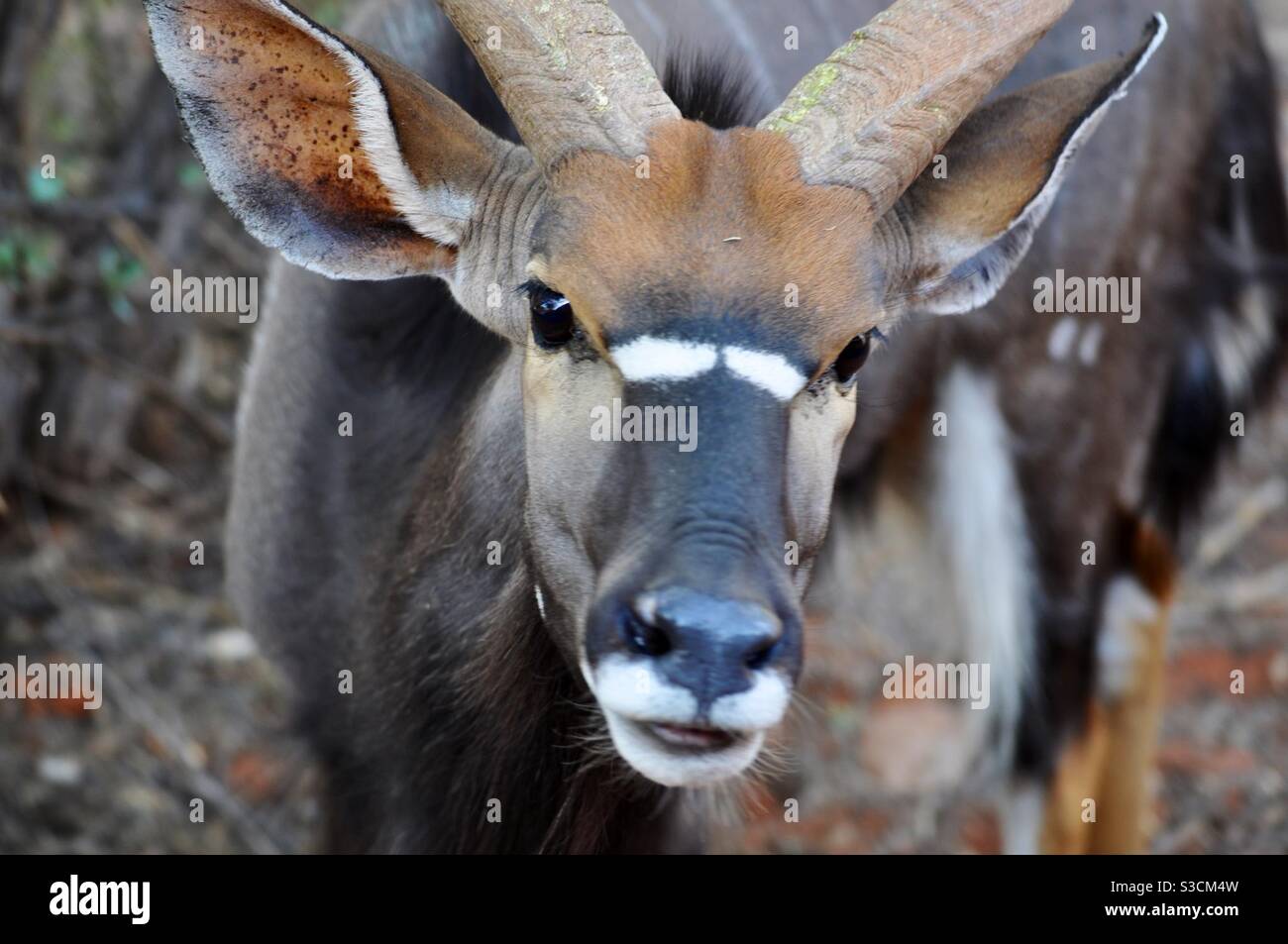 Springbok antelope hi-res stock photography and images - Alamy