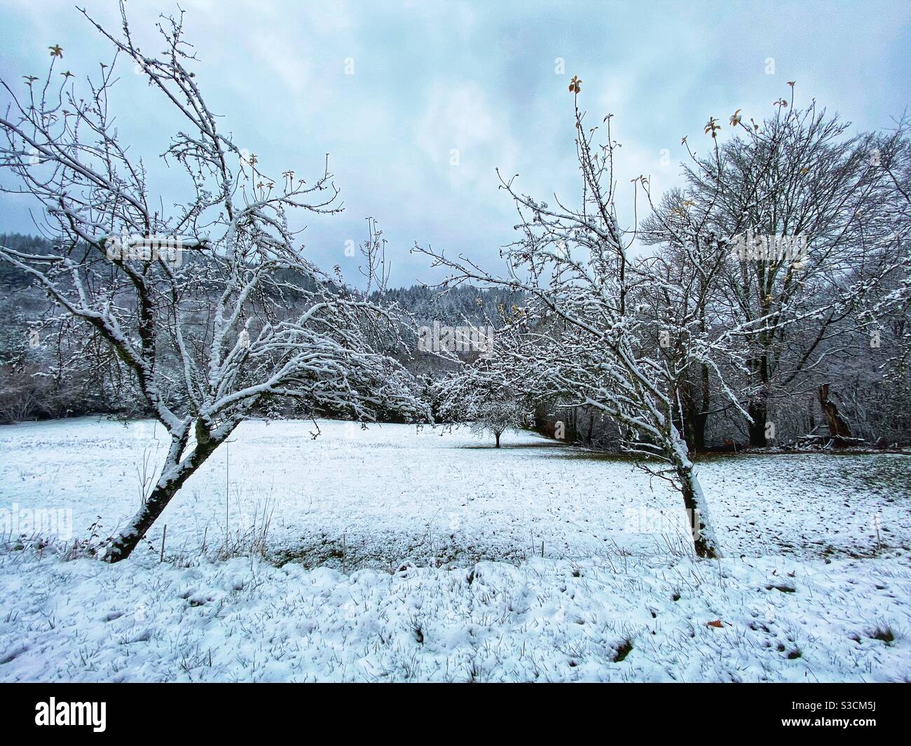 Trees in the snow Stock Photo - Alamy