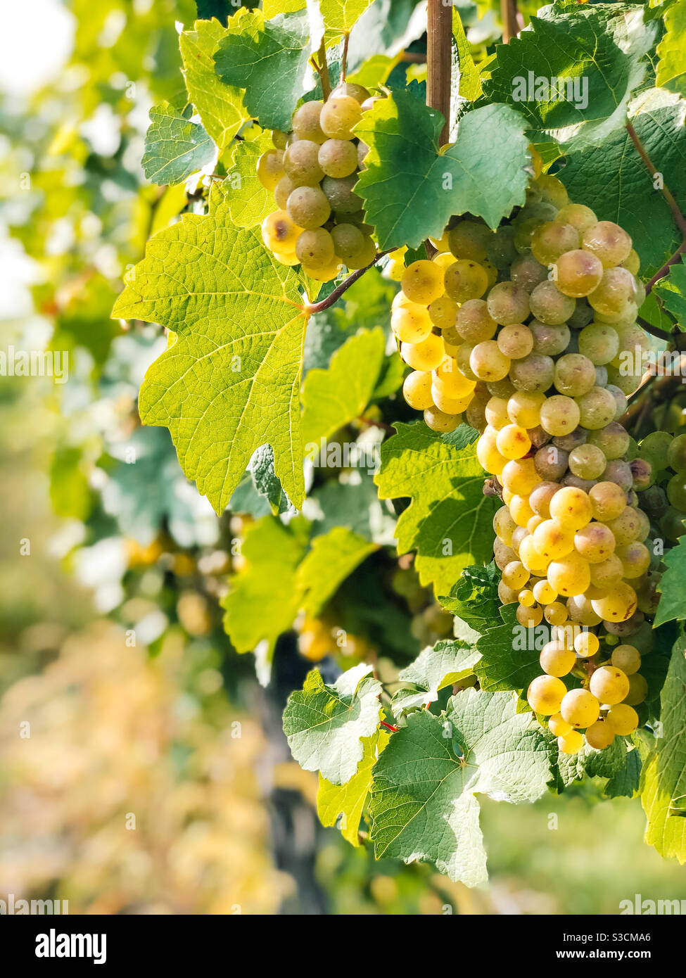 Riesling grapes hi-res stock photography and images - Alamy