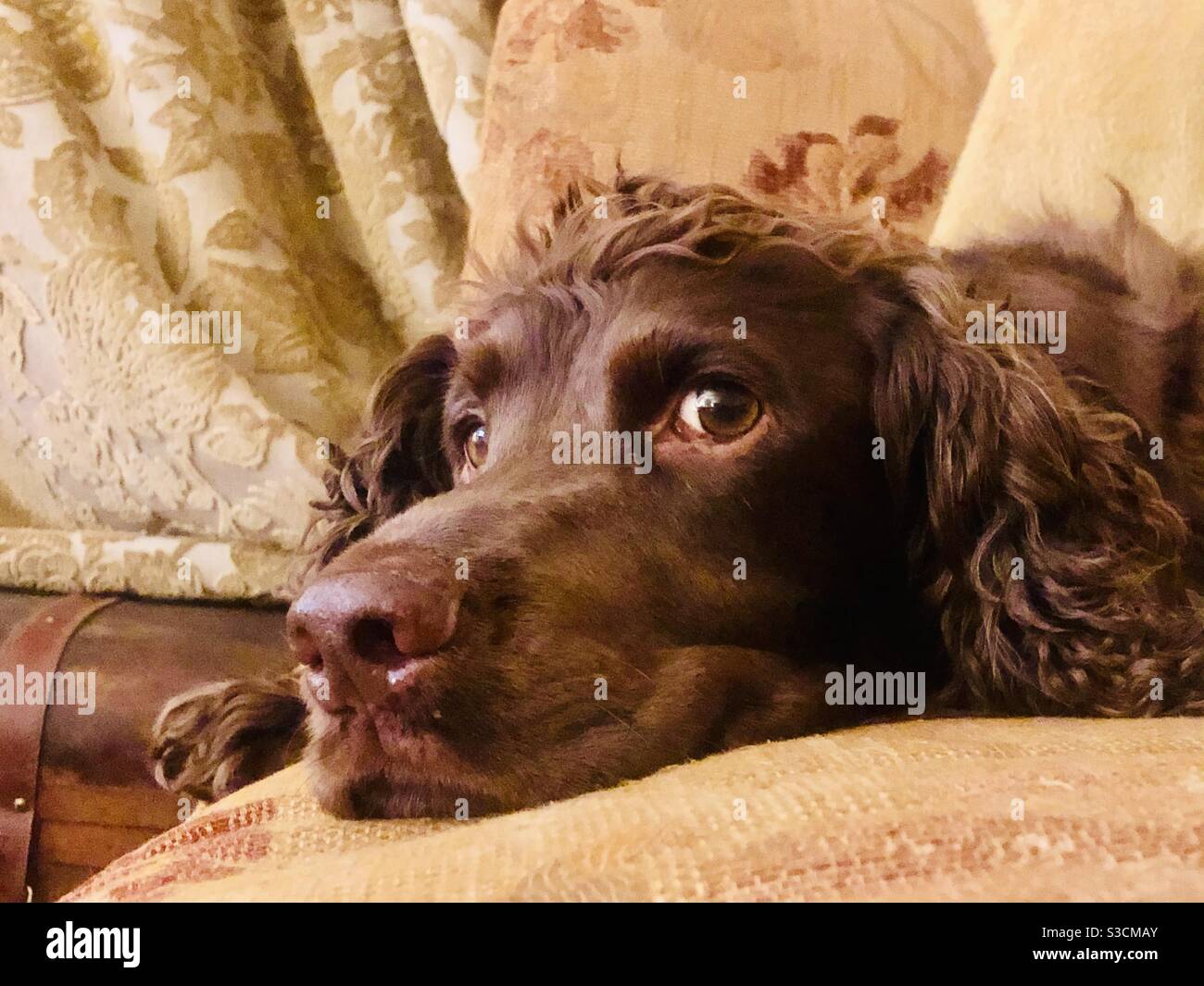 Fluffy brown cocker spaniel hi-res stock photography and images - Alamy