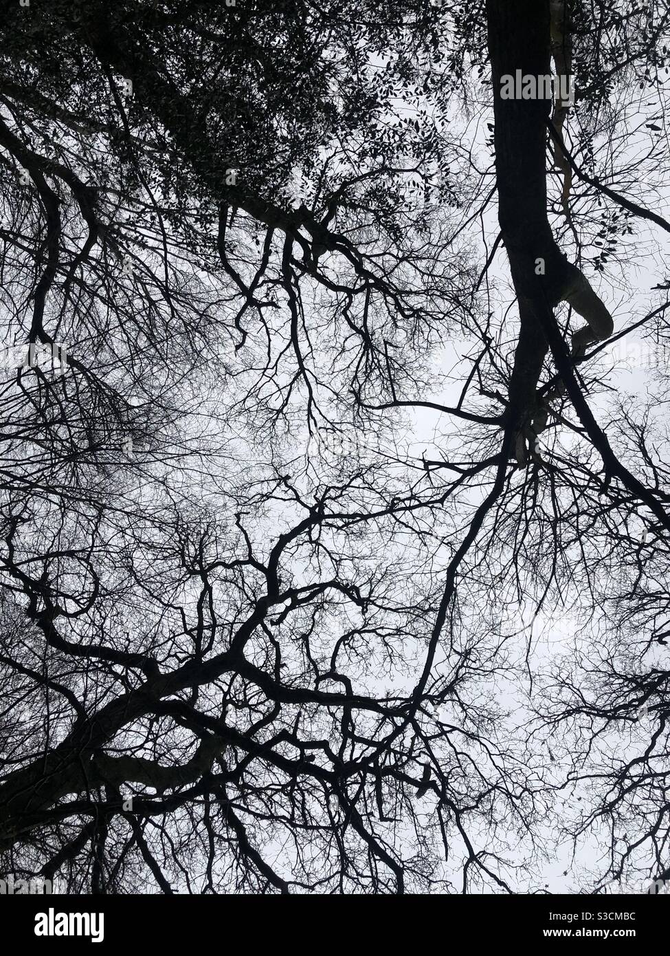 Trees and branches above Stock Photo - Alamy
