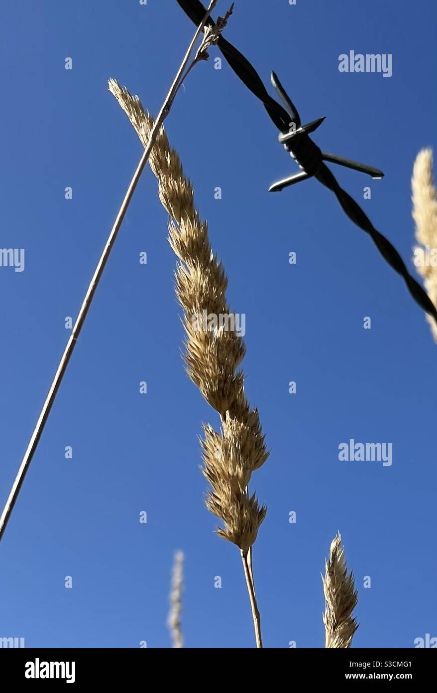 Grass head hi-res stock photography and images - Alamy