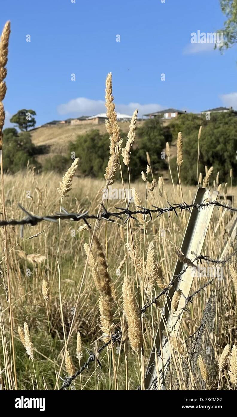 Grass seeds hi-res stock photography and images - Alamy