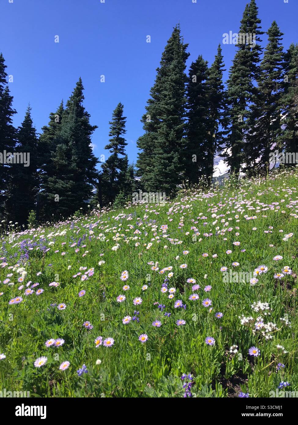 Wildflower meadows mount rainier hi-res stock photography and images ...