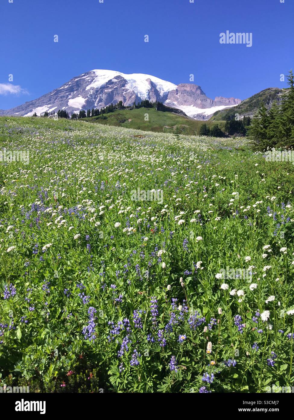 Mount Rainier National Park Paradise Washington Stock Photo - Alamy