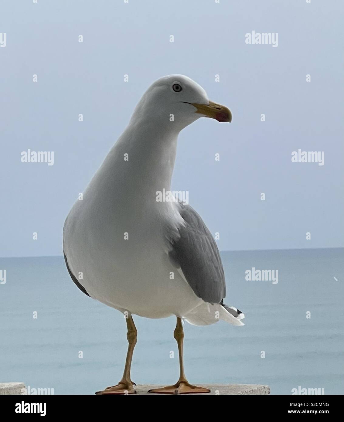 Goéland hi-res stock photography and images - Alamy