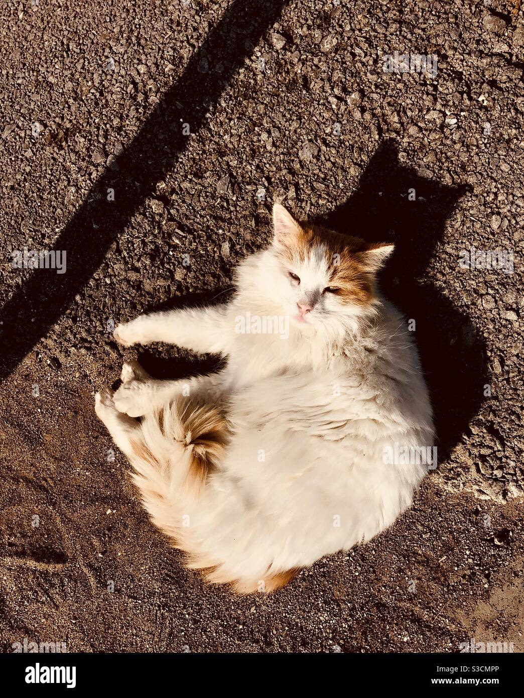 Cat and her shadow Stock Photo - Alamy