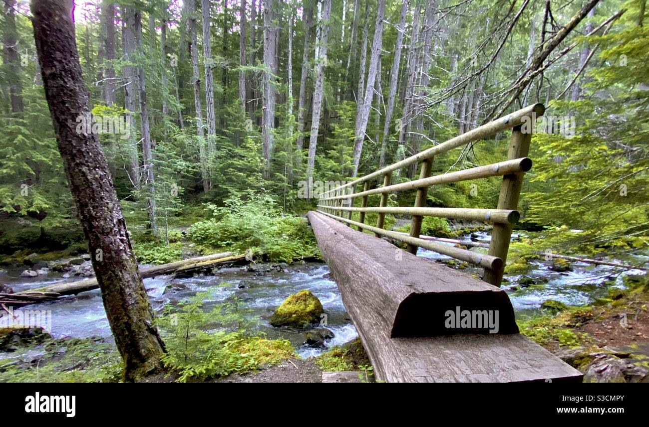 Log bridge spanning river in nature hike. Olympic National Park ...