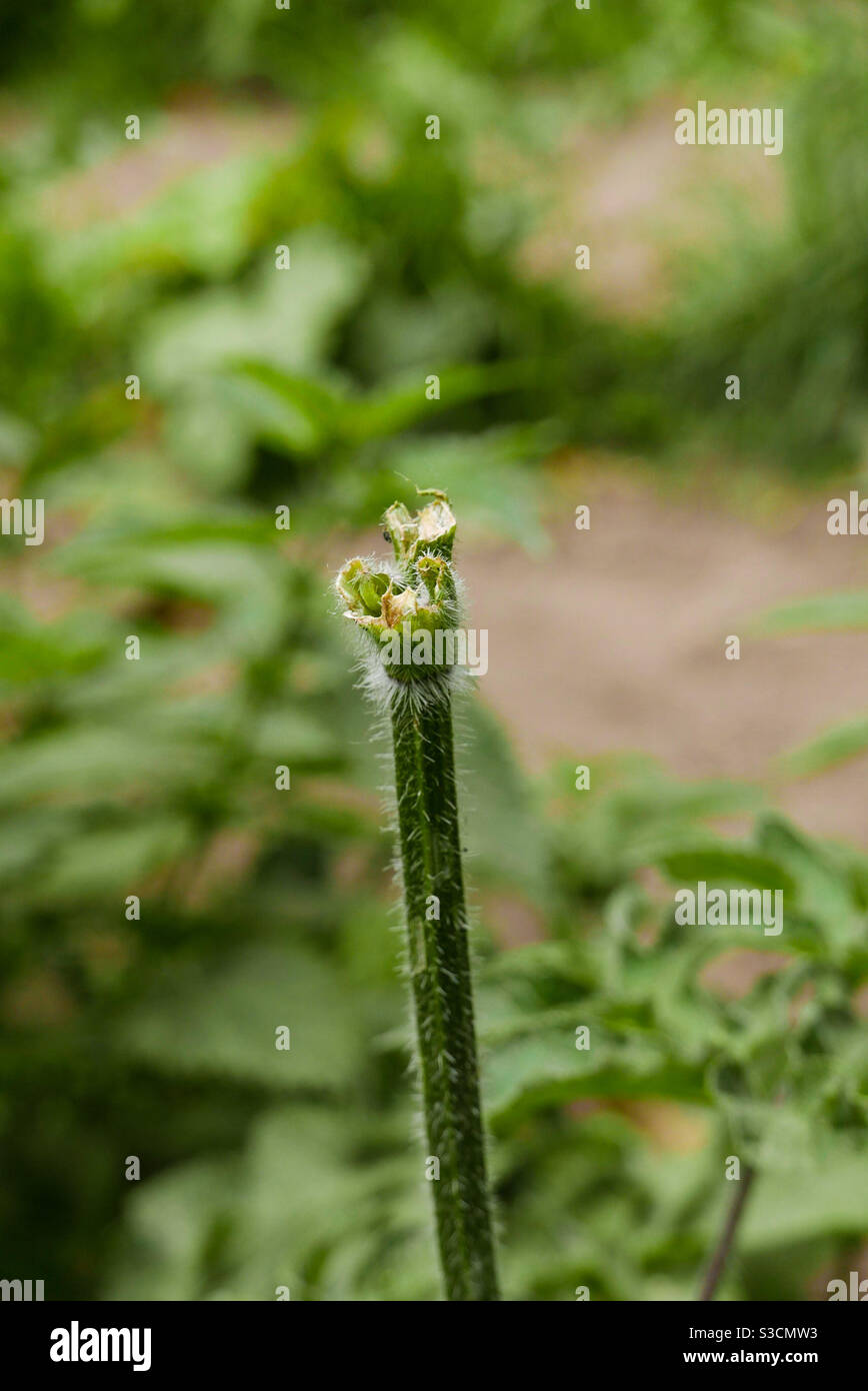 Furry Plant High Resolution Stock Photography and Images - Alamy