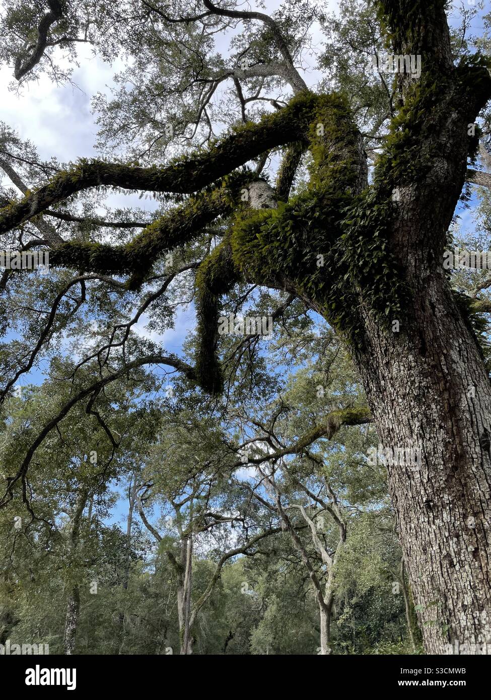 Large Virginia oak tree covered with ferns Stock Photo - Alamy