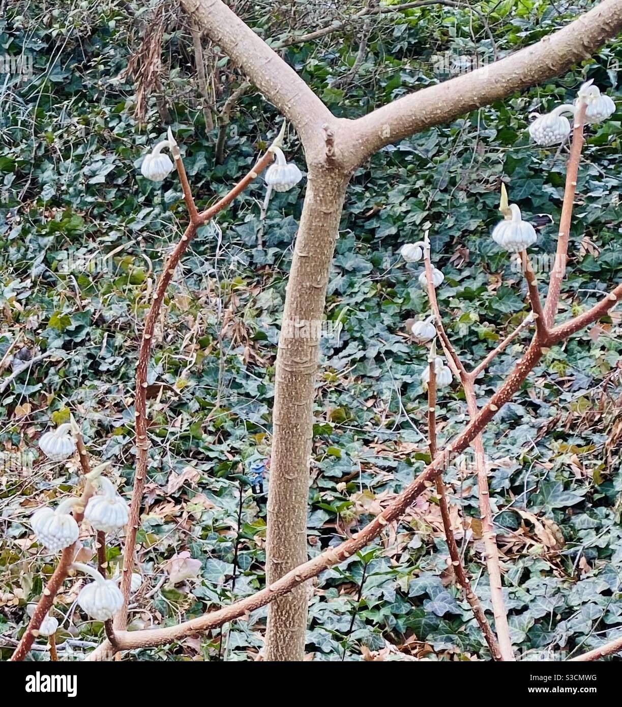 Flower pods hi-res stock photography and images - Alamy