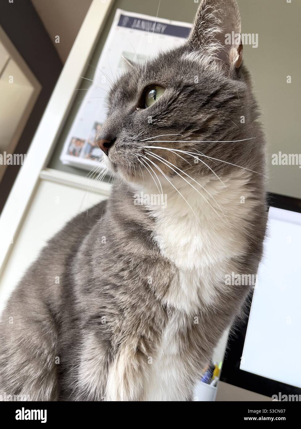 Serious looking cat hi-res stock photography and images - Alamy
