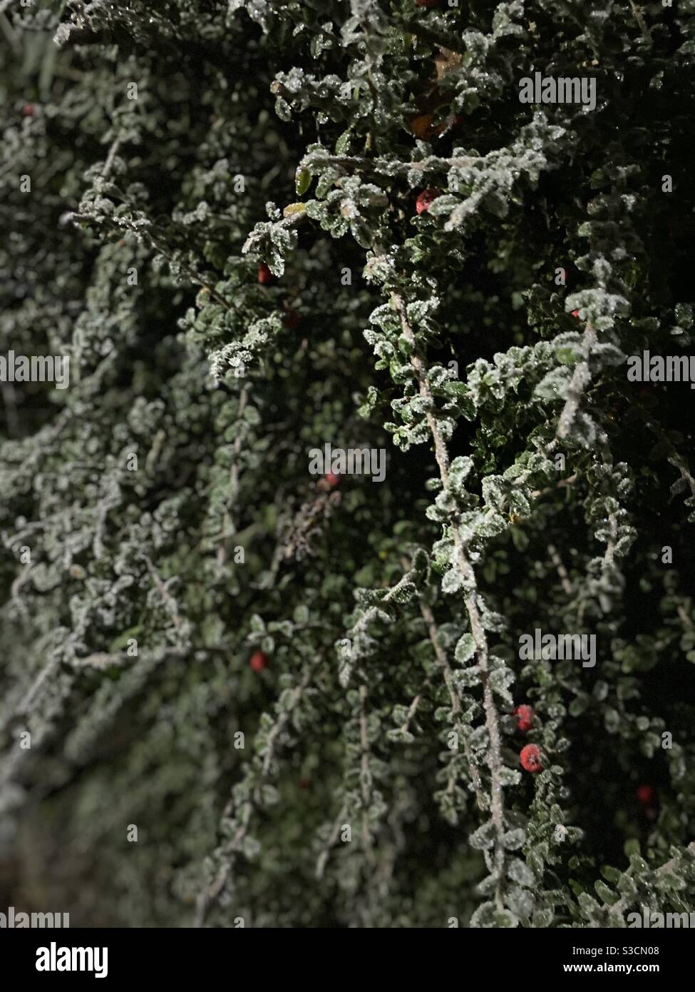 Frosted berries hi-res stock photography and images - Alamy