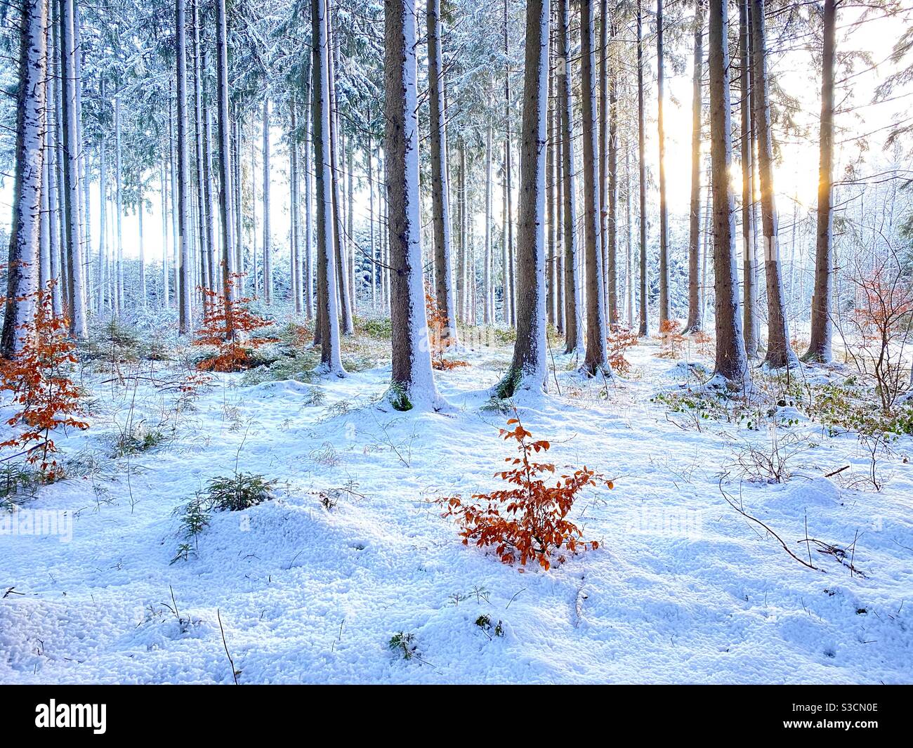 Distinctive trees hi-res stock photography and images - Alamy
