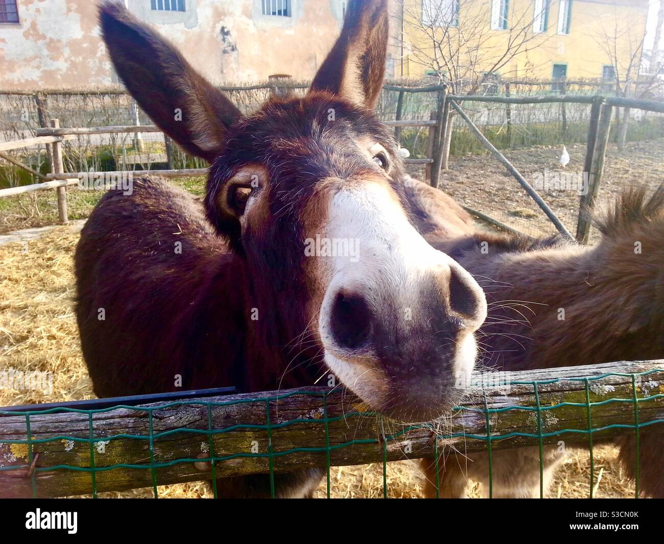 Donkey breeding hi-res stock photography and images - Alamy